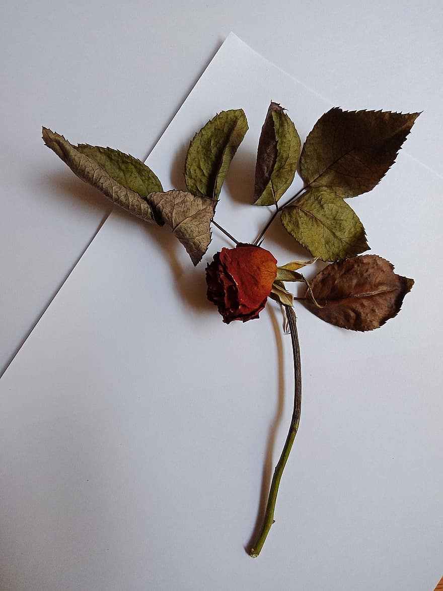 Withered Rose Wallpapers - Top Free Withered Rose Backgrounds ...