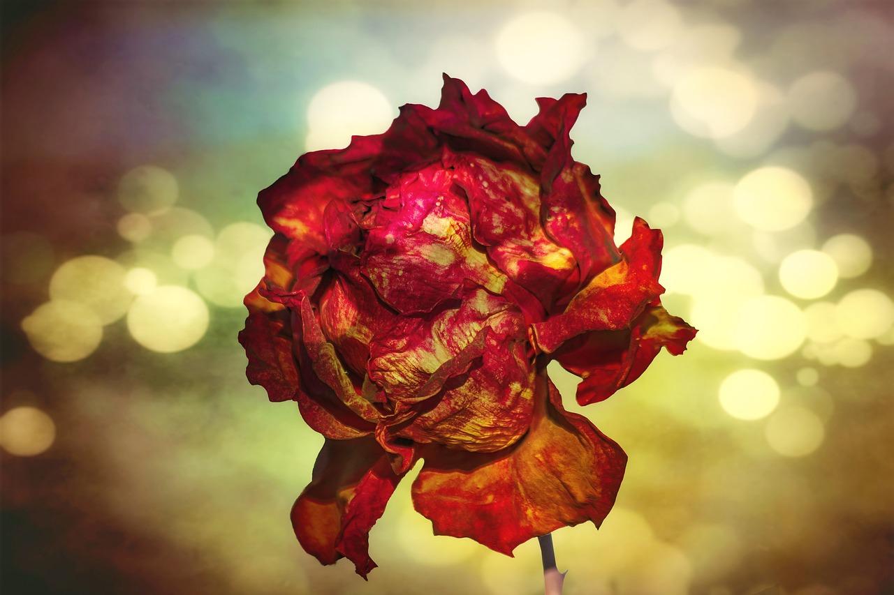 Withered Rose Wallpapers - Top Free Withered Rose Backgrounds ...