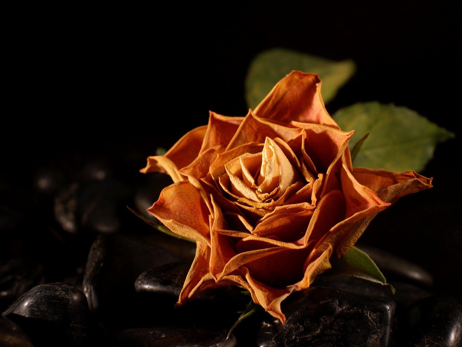 Withered Rose Wallpapers - Top Free Withered Rose Backgrounds ...