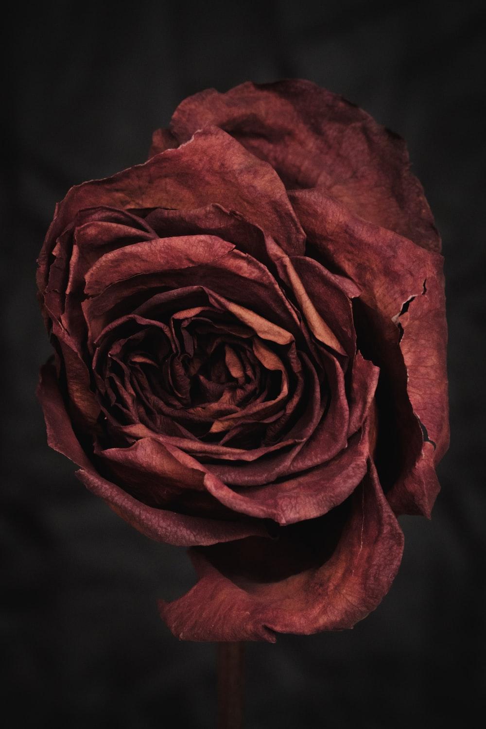 Withered Rose Wallpapers - Top Free Withered Rose Backgrounds ...