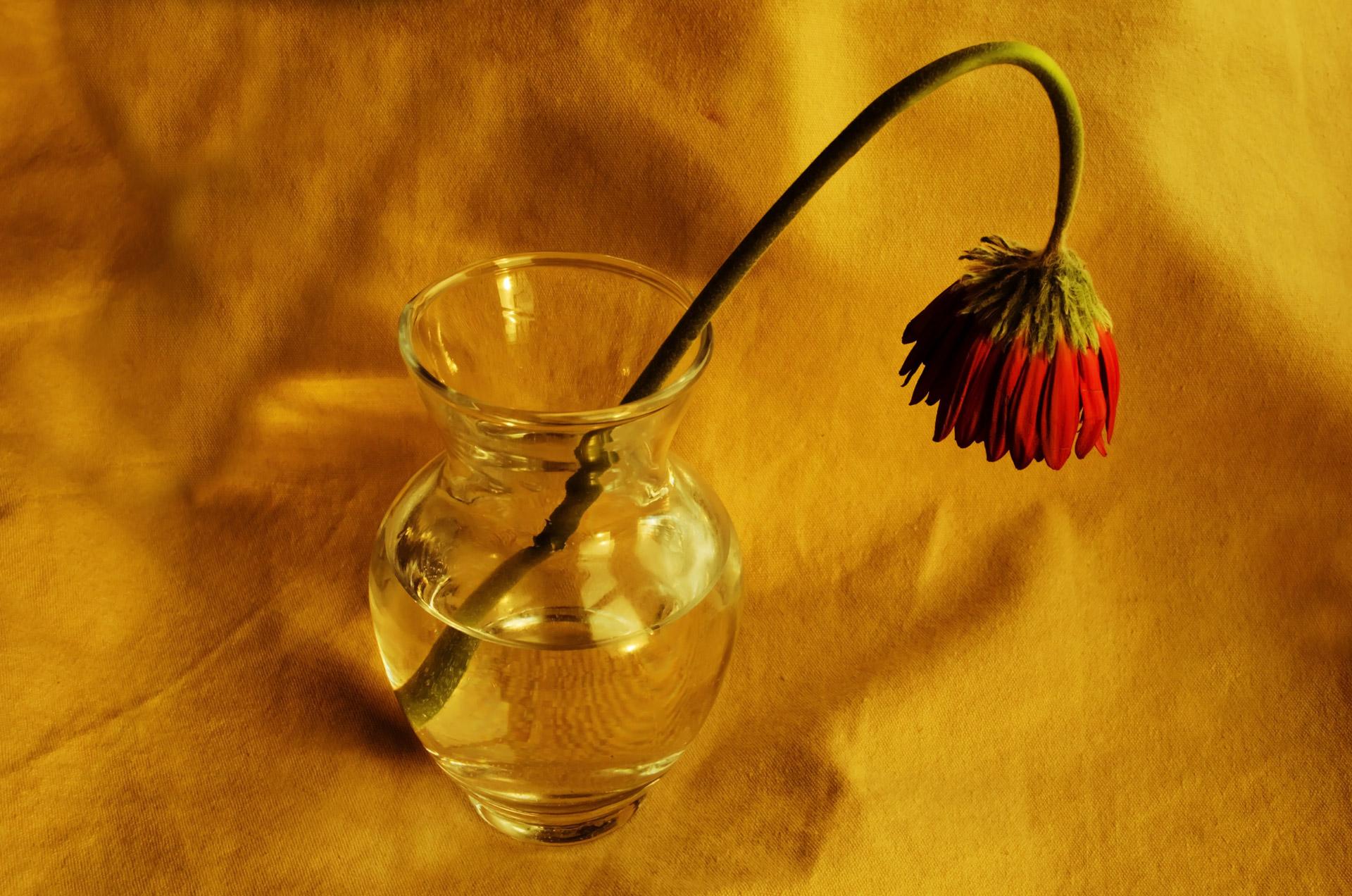 Withered Rose Wallpapers - Top Free Withered Rose Backgrounds ...