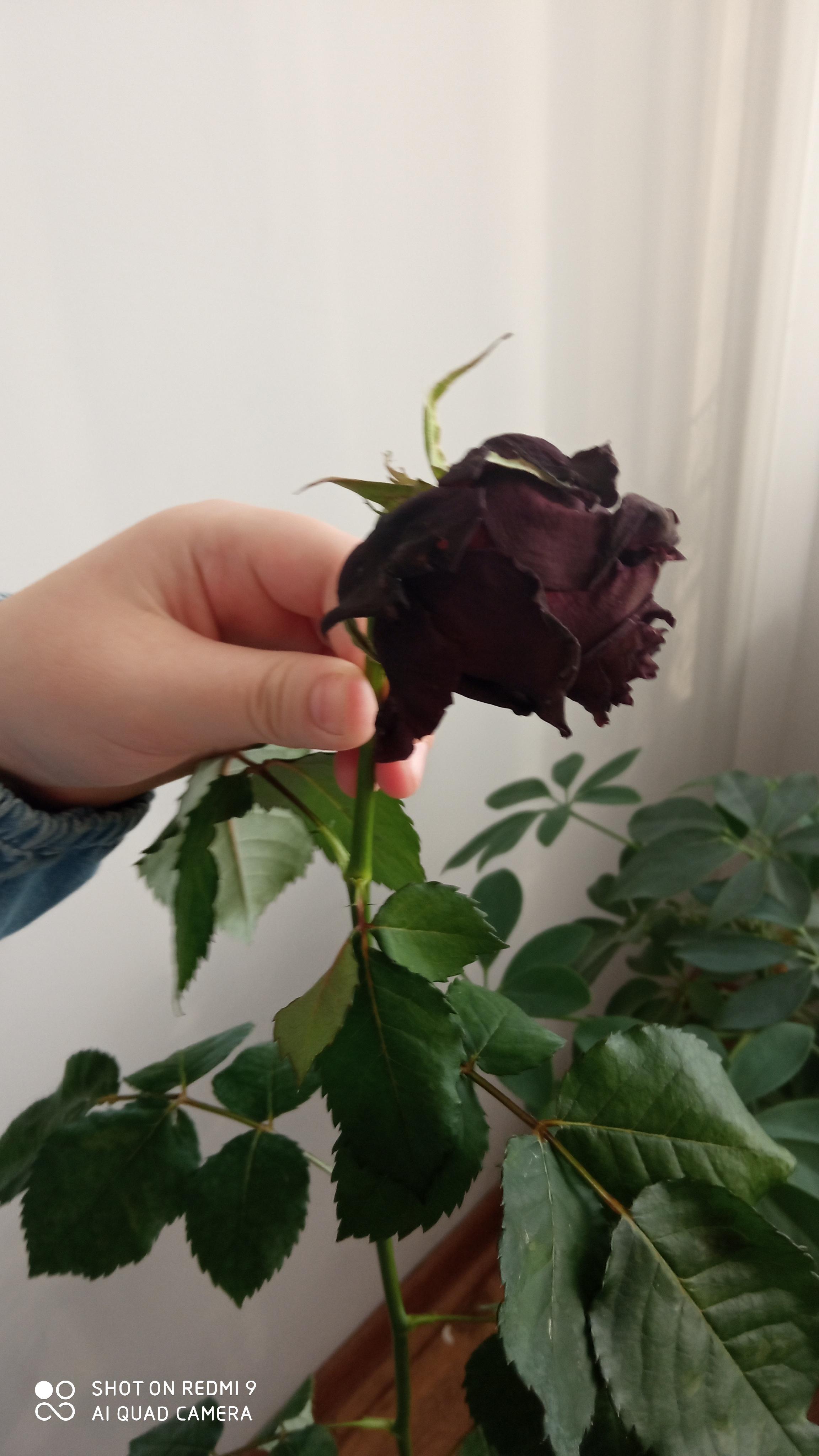 Withered Rose Wallpapers - Top Free Withered Rose Backgrounds ...