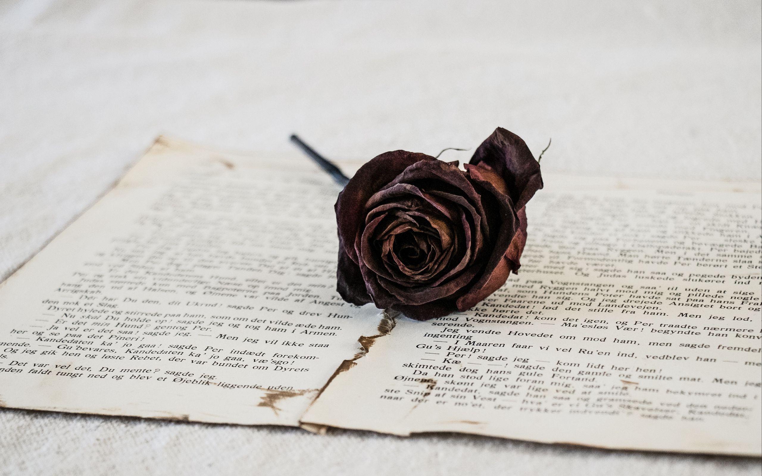 Withered Rose Wallpapers - Top Free Withered Rose Backgrounds ...