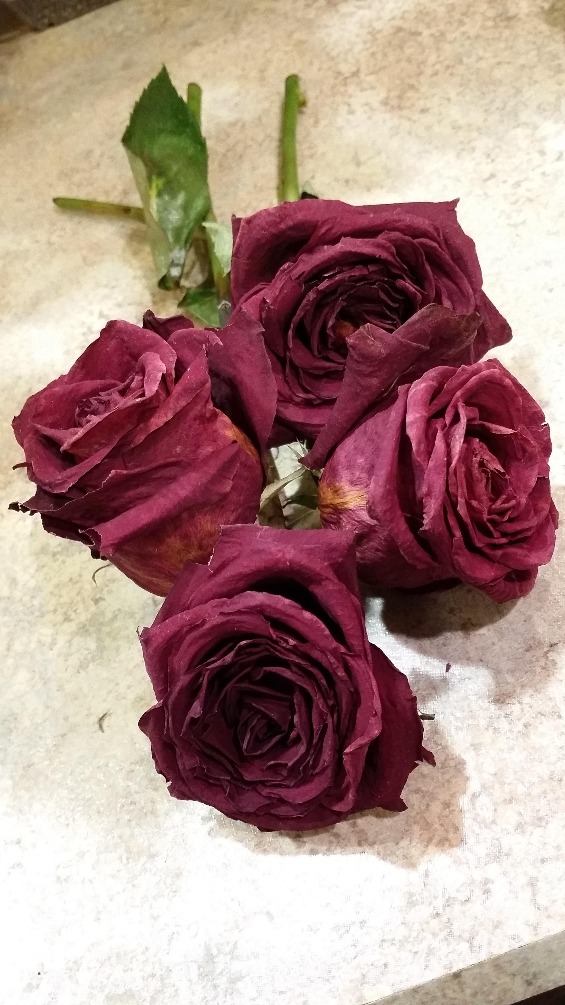 Withered Rose Wallpapers - Top Free Withered Rose Backgrounds ...