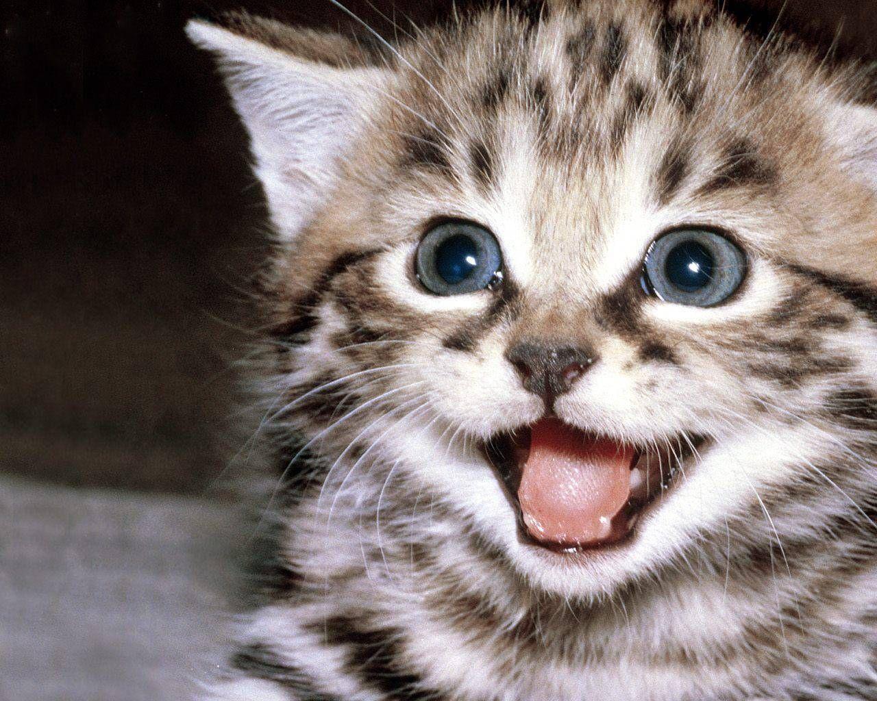 Smiling Cat Wallpapers - Top Free Smiling Cat Backgrounds - WallpaperAccess