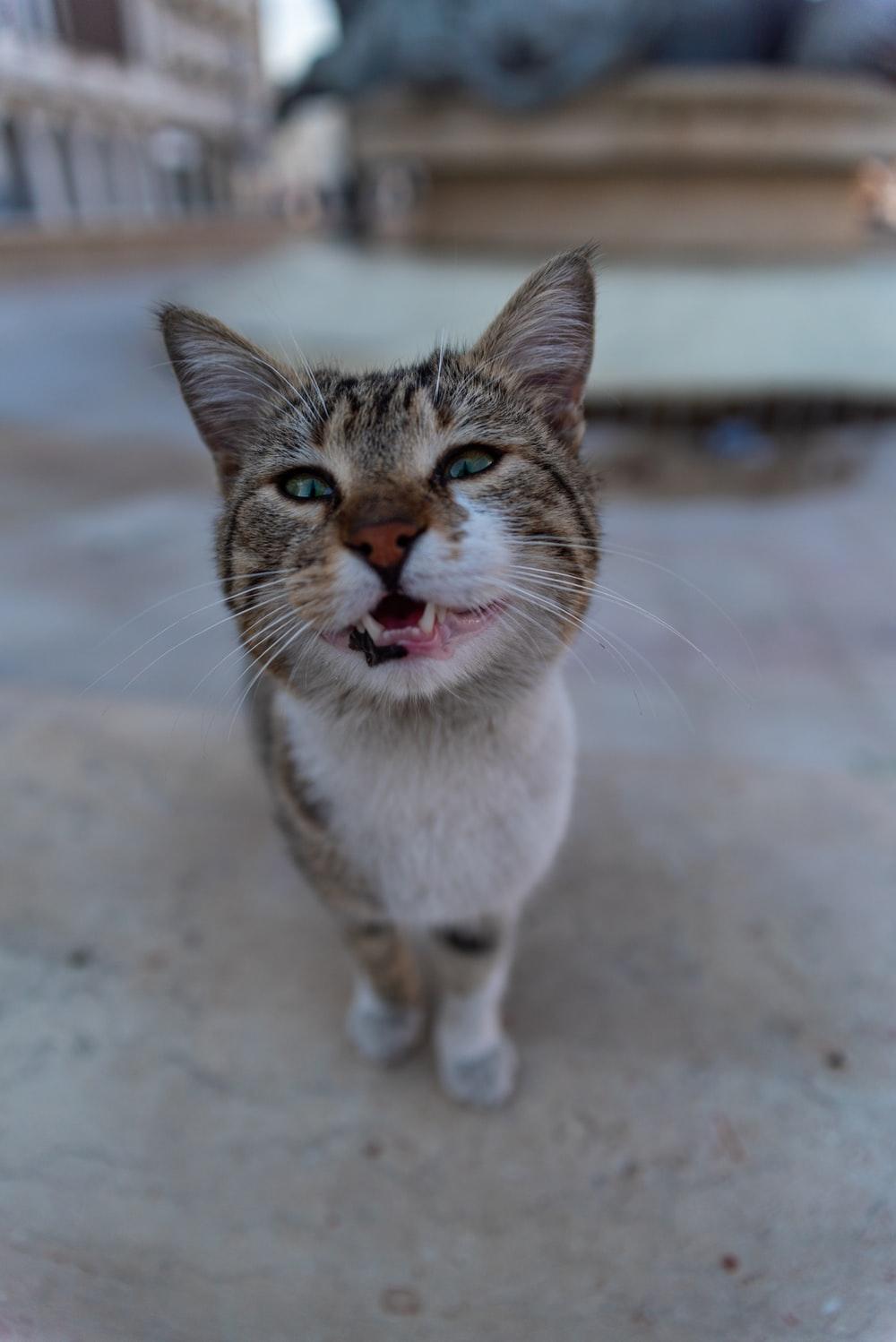 Smiling Cat Wallpapers - Top Free Smiling Cat Backgrounds - WallpaperAccess