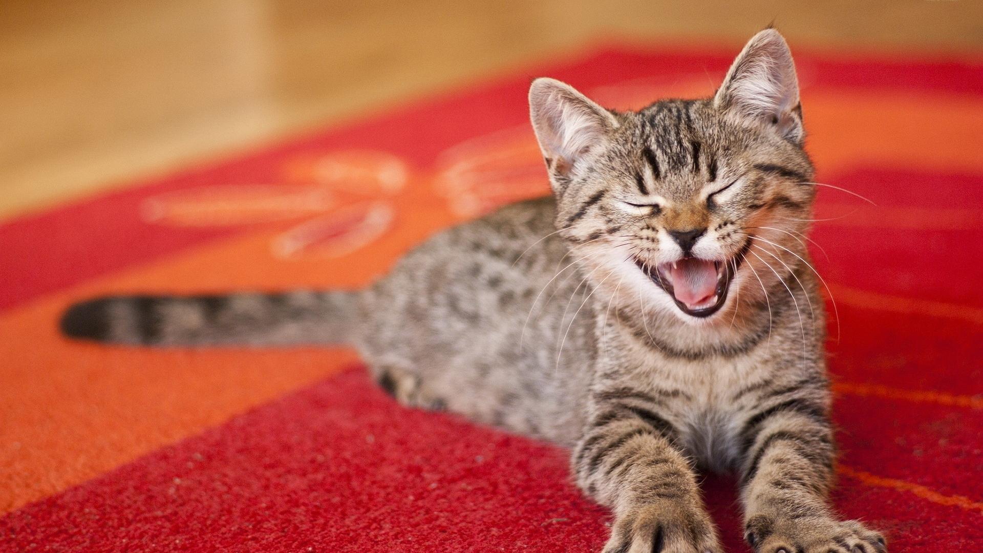 Smiling Cat Wallpapers - Top Free Smiling Cat Backgrounds - WallpaperAccess