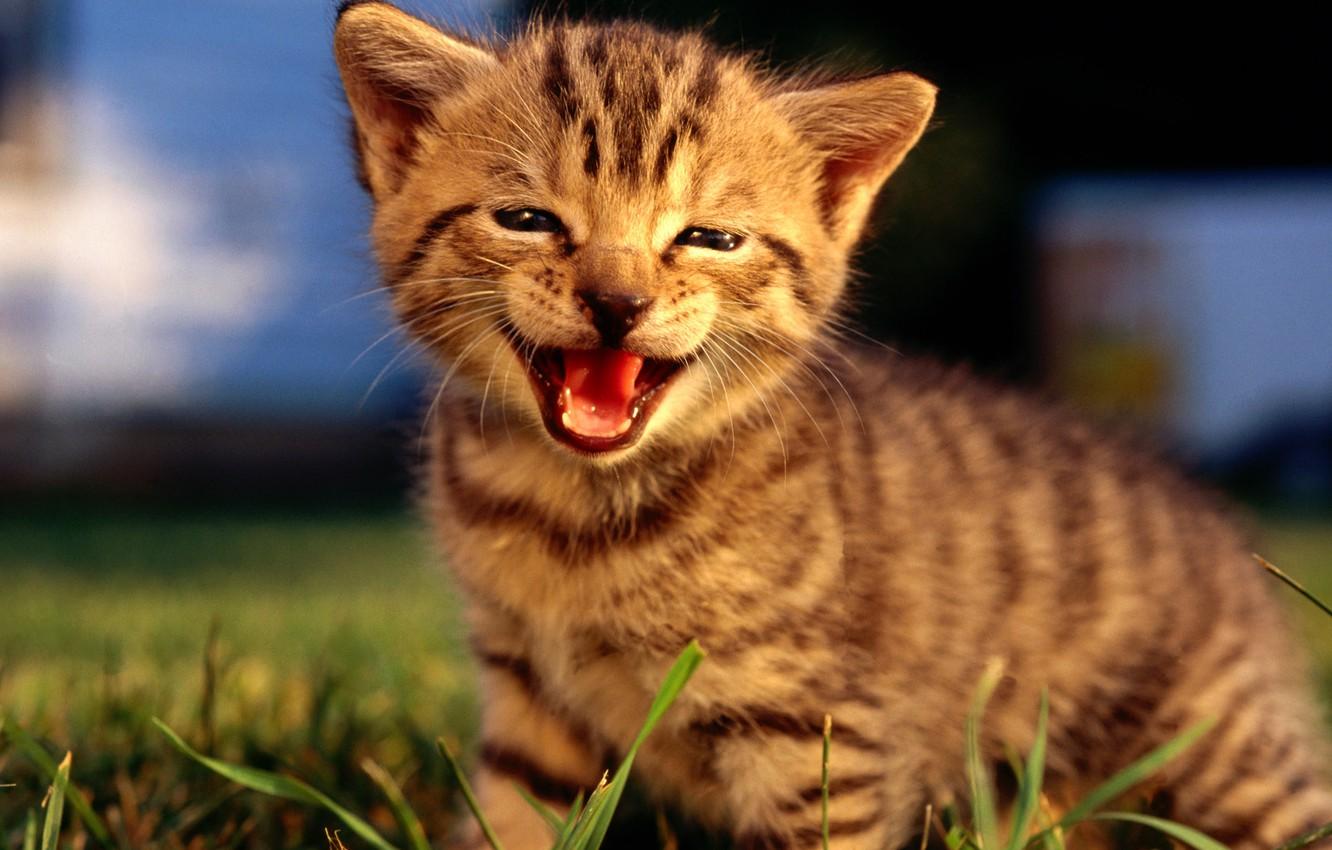 Smiling Cat Wallpapers - Top Free Smiling Cat Backgrounds - WallpaperAccess