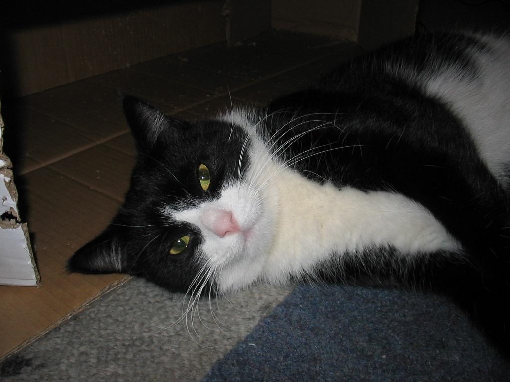 Smiling Cat Wallpapers - Top Free Smiling Cat Backgrounds - WallpaperAccess