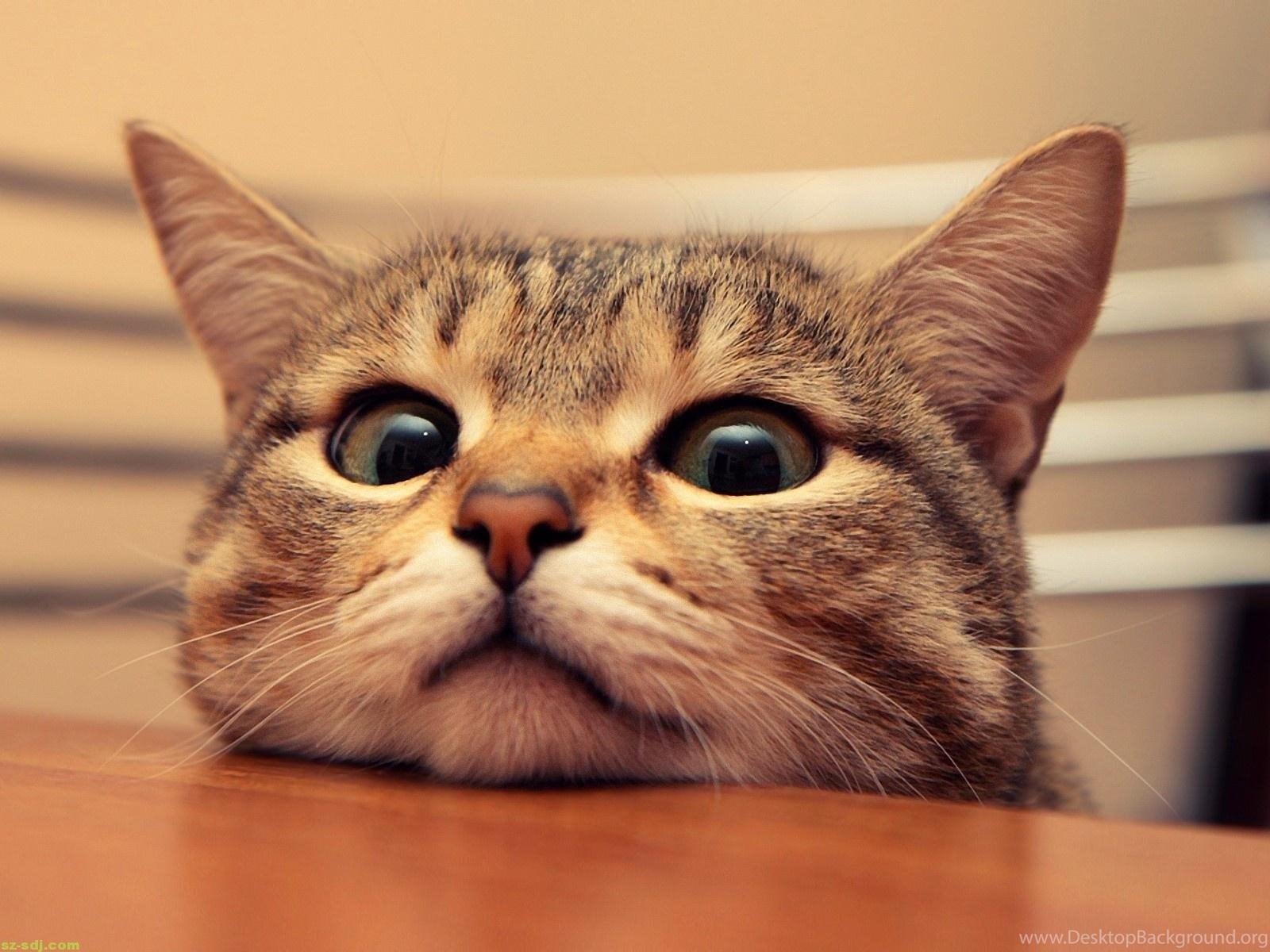 Smiling Cat Wallpapers - Top Free Smiling Cat Backgrounds - WallpaperAccess