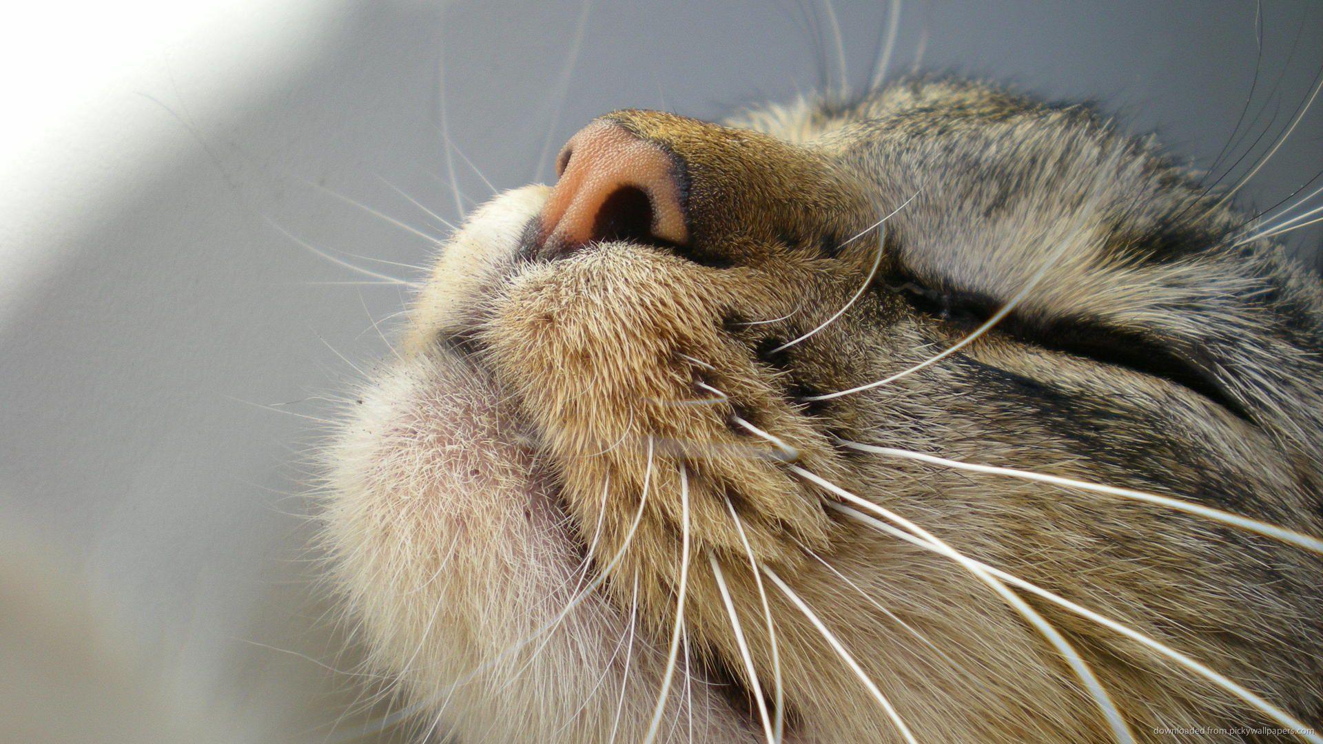 Smiling Cat Wallpapers - Top Free Smiling Cat Backgrounds - WallpaperAccess