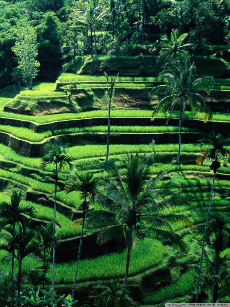 Bali iPhone Wallpapers - Top Free Bali iPhone Backgrounds - WallpaperAccess