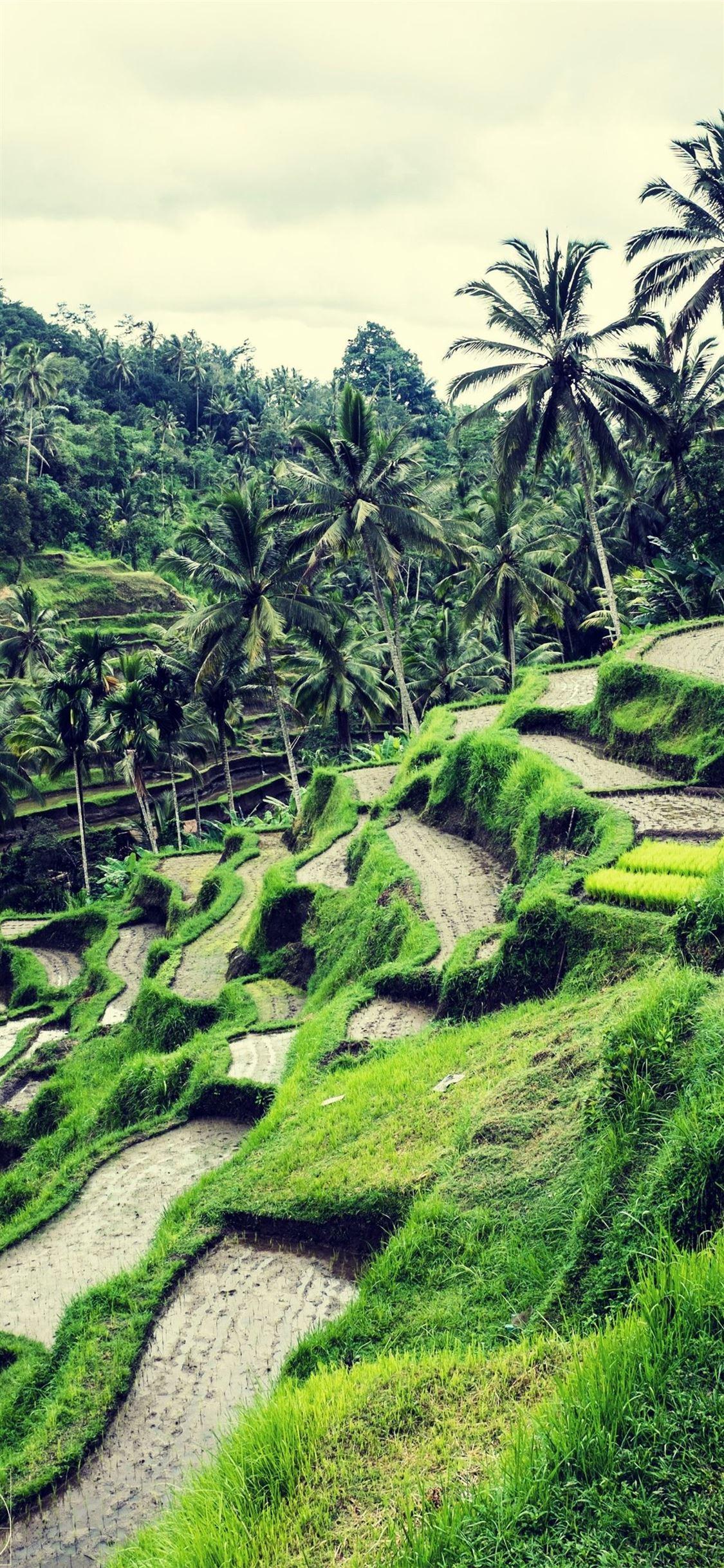 Bali iPhone Wallpapers - Top Free Bali iPhone Backgrounds - WallpaperAccess