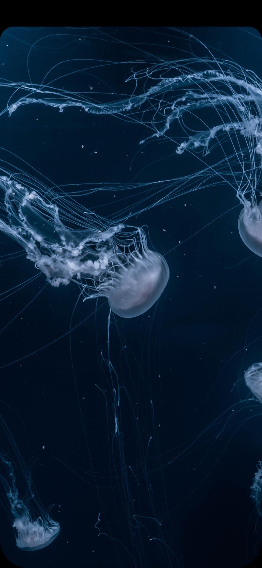 Notchless Wallpapers - Top Free Notchless Backgrounds - WallpaperAccess