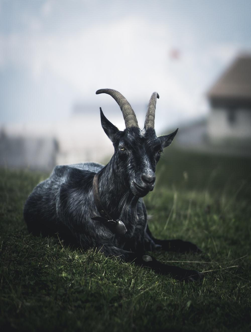 Goat HD Wallpapers - Top Free Goat HD Backgrounds - WallpaperAccess
