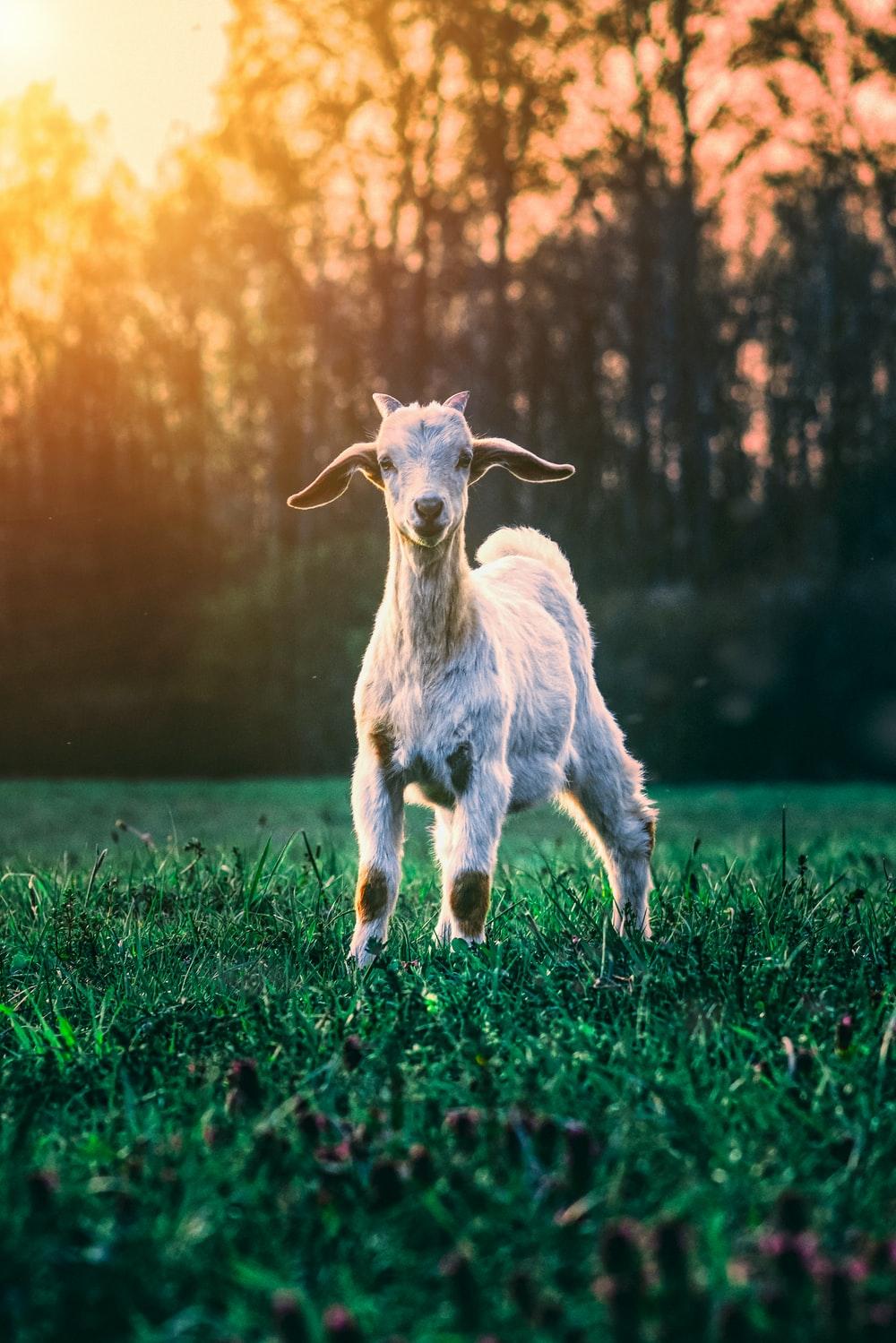 Goat HD Wallpapers - Top Free Goat HD Backgrounds - WallpaperAccess