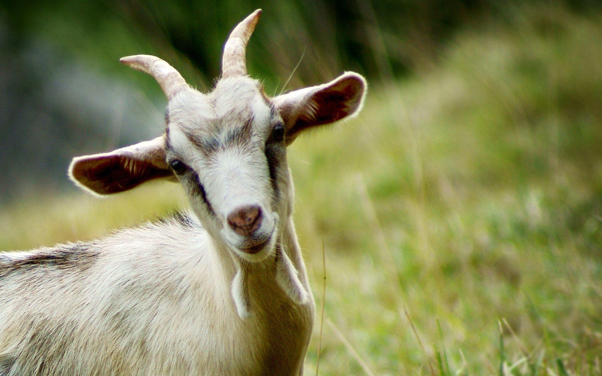 Goat HD Wallpapers - Top Free Goat HD Backgrounds - WallpaperAccess