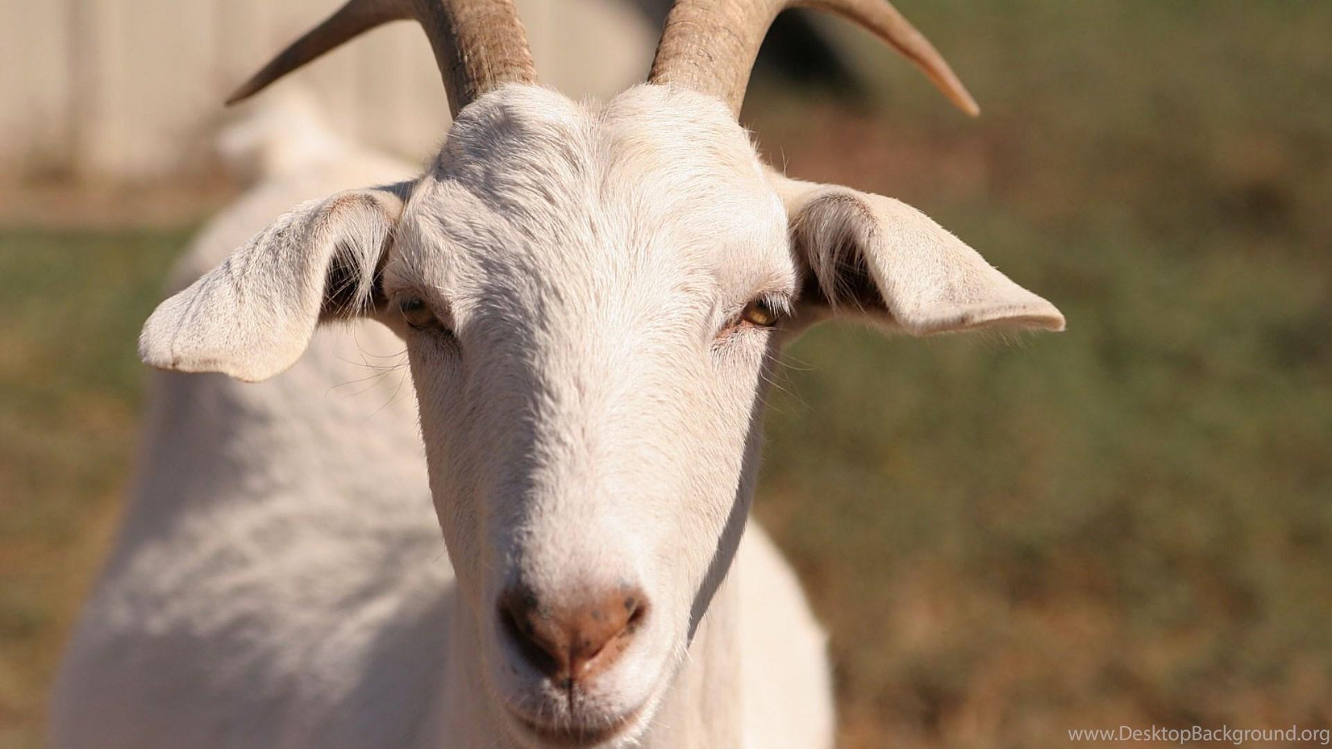 Goat HD Wallpapers - Top Free Goat HD Backgrounds - WallpaperAccess