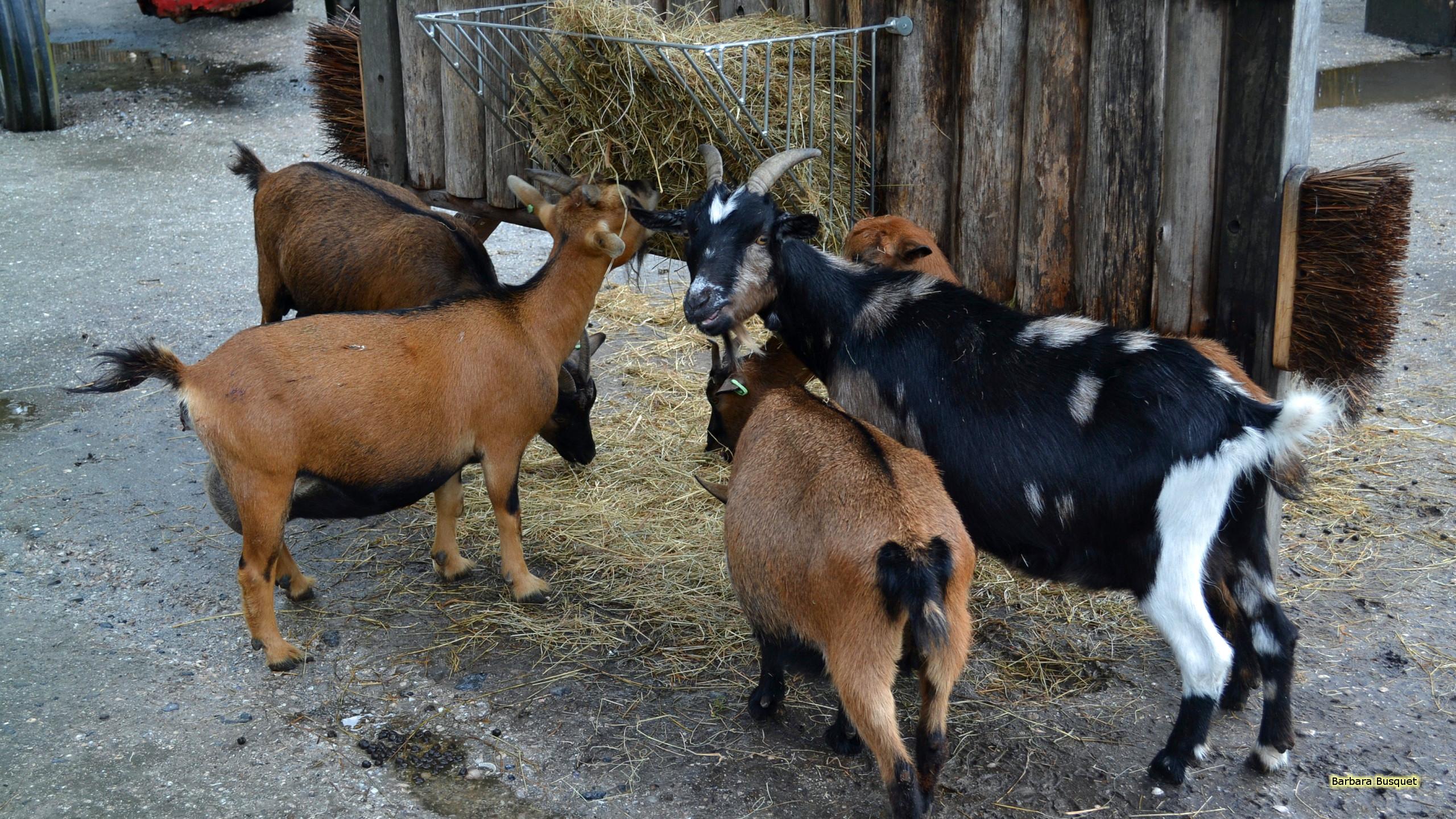 Goat HD Wallpapers - Top Free Goat HD Backgrounds - WallpaperAccess