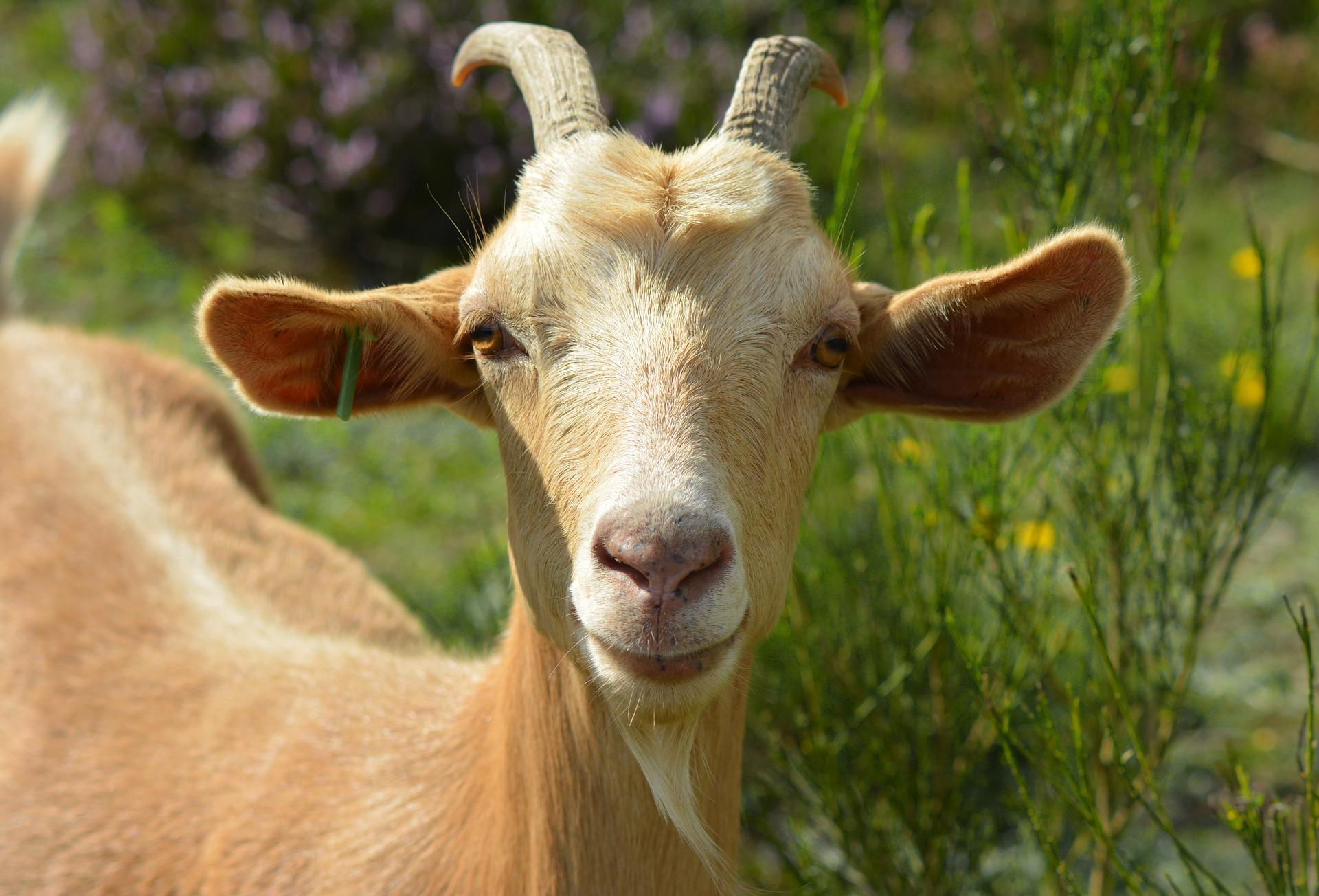 Goat HD Wallpapers - Top Free Goat HD Backgrounds - WallpaperAccess