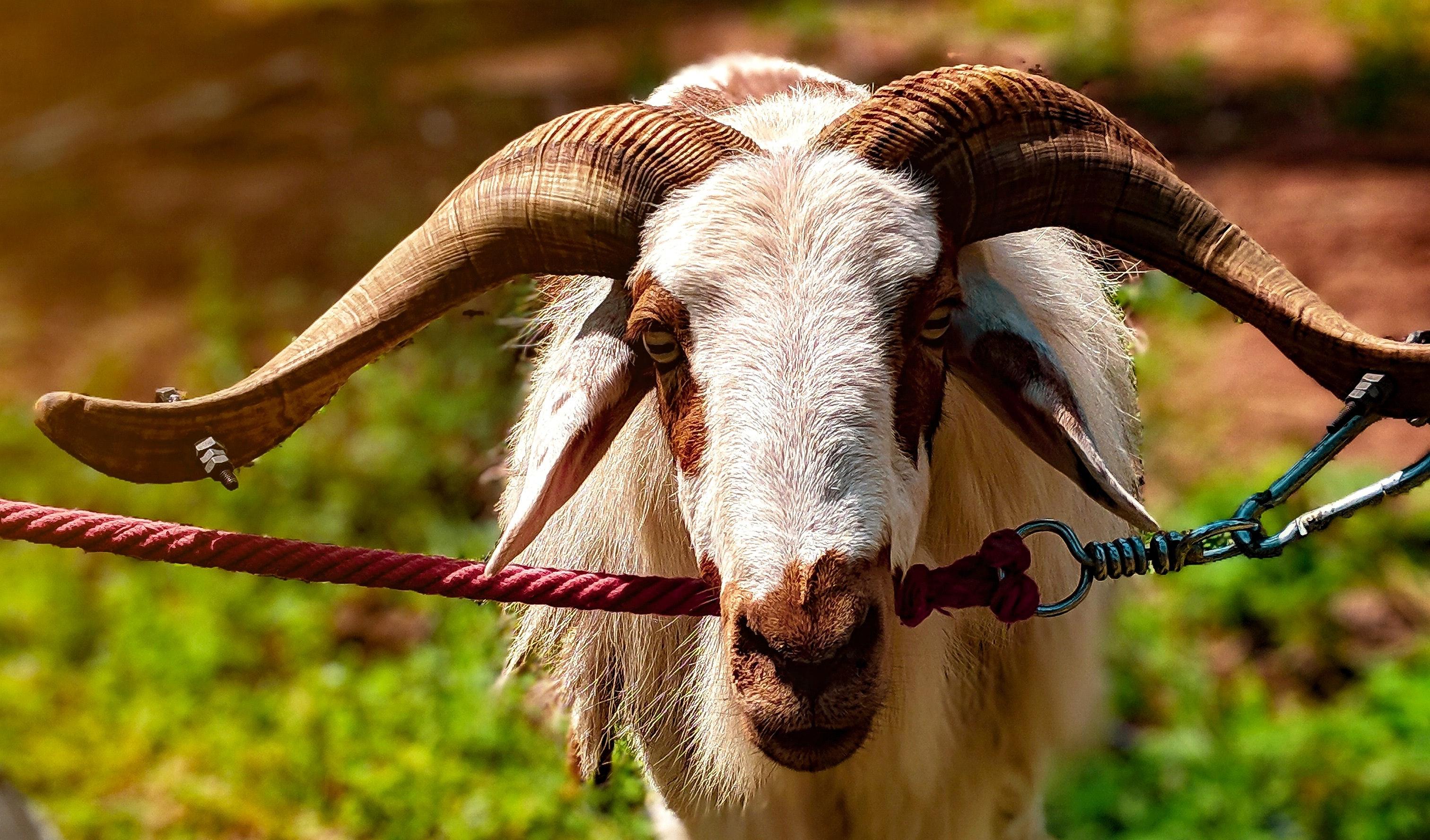 Goat HD Wallpapers - Top Free Goat HD Backgrounds - WallpaperAccess