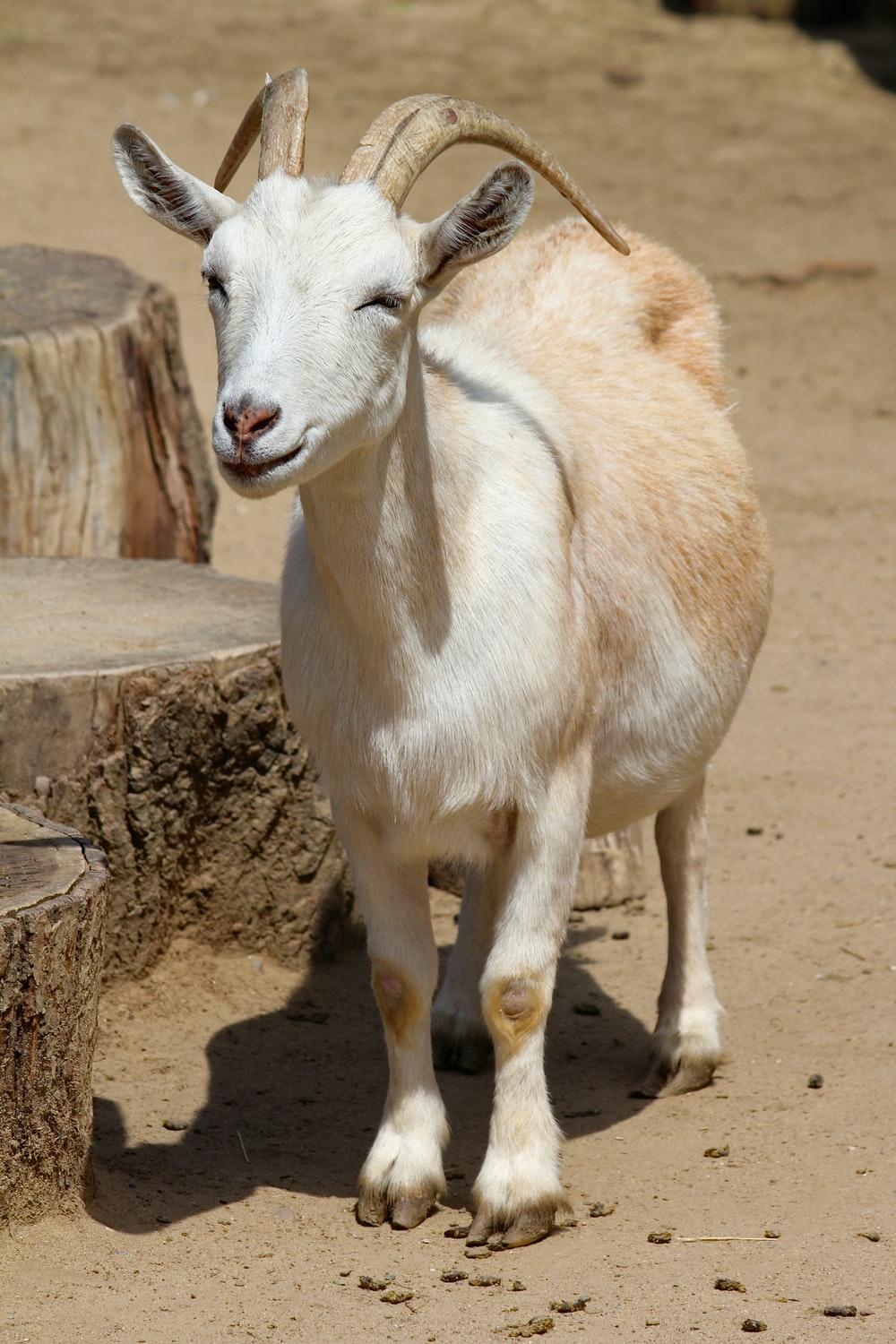 Goat HD Wallpapers - Top Free Goat HD Backgrounds - WallpaperAccess