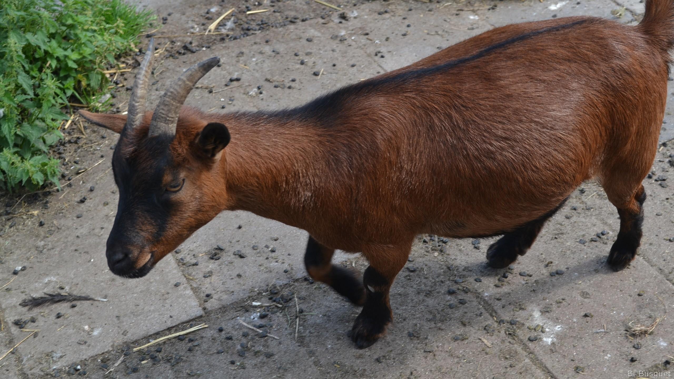 Goat HD Wallpapers - Top Free Goat HD Backgrounds - WallpaperAccess