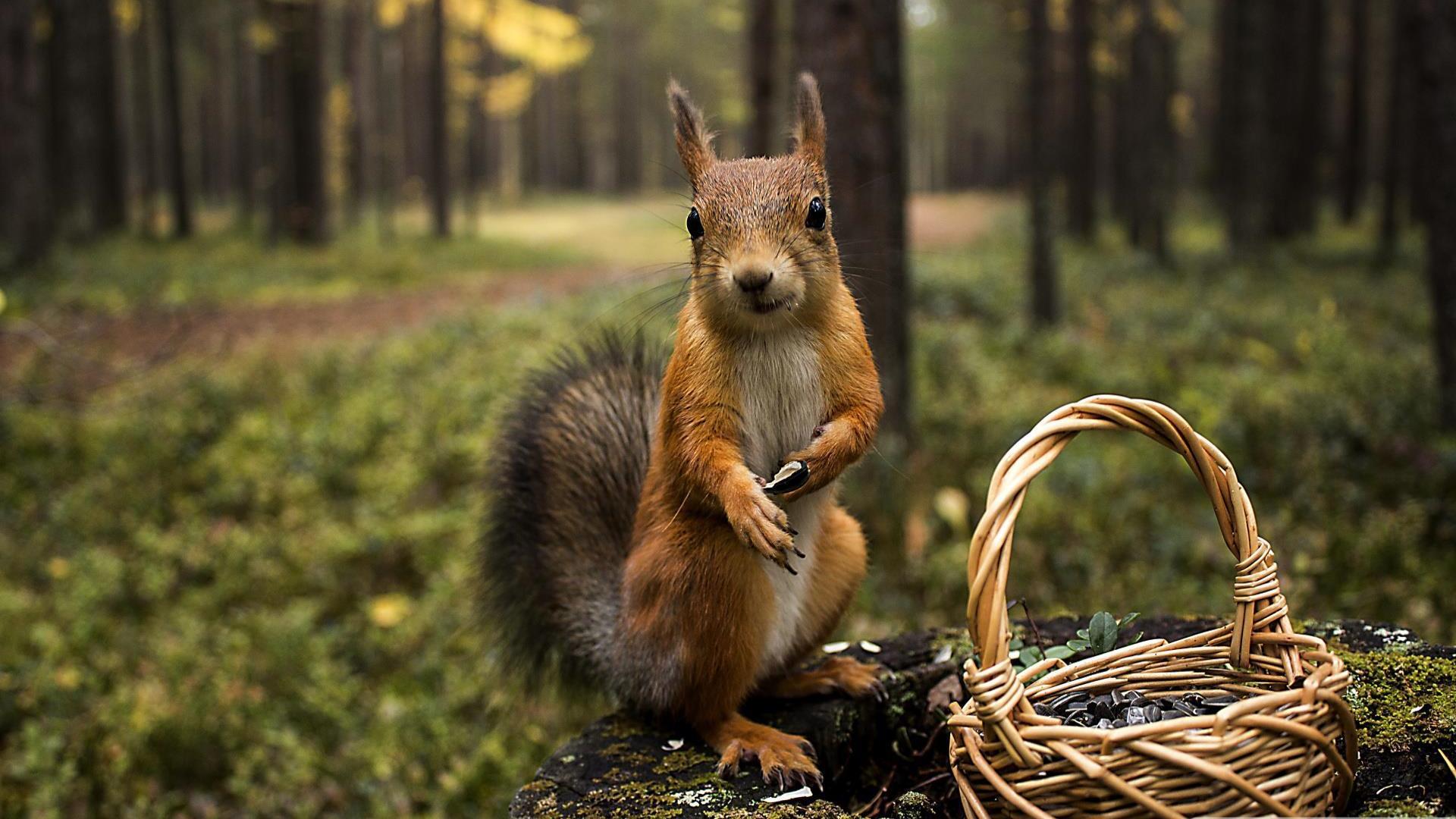 Cute Squirrel Wallpapers - Top Free Cute Squirrel Backgrounds - WallpaperAccess