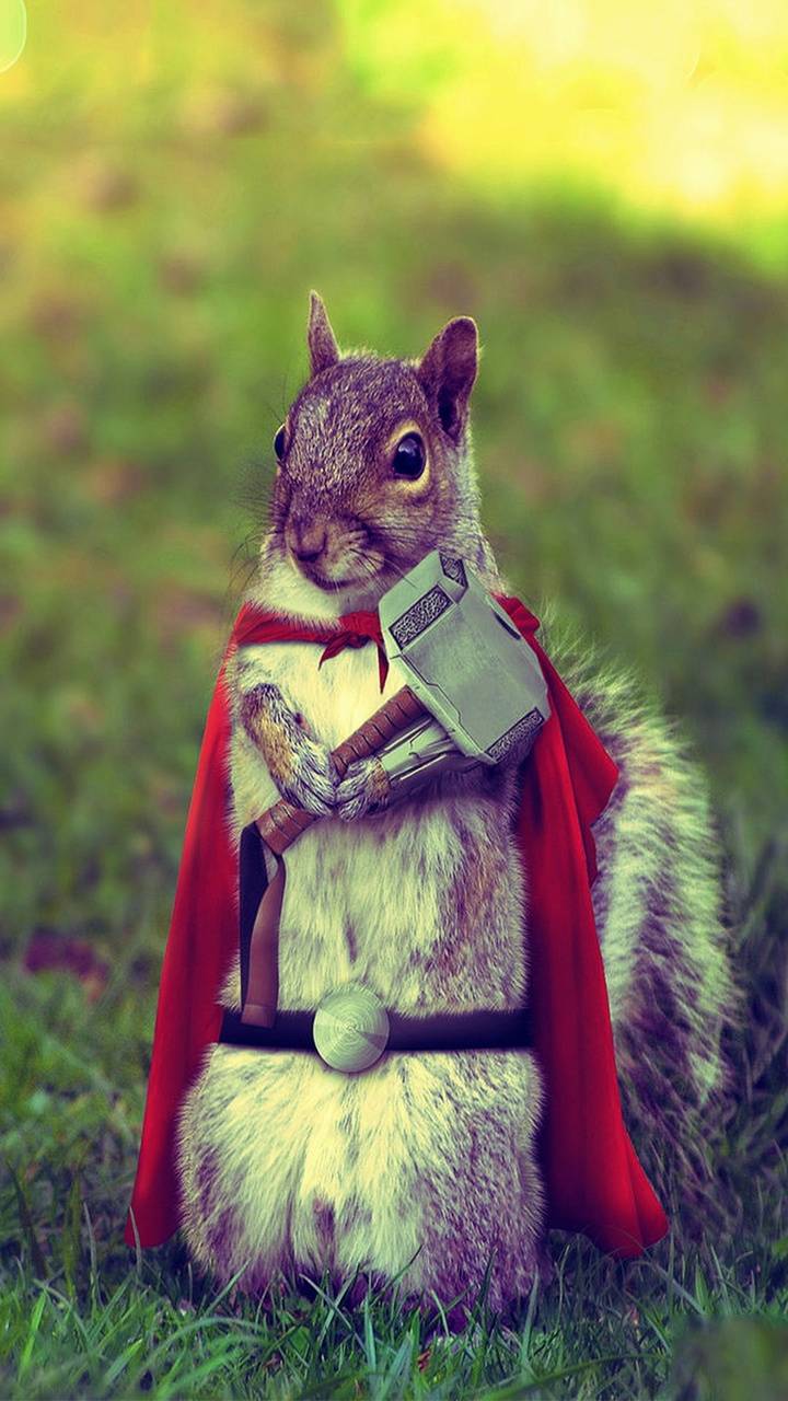 Cute Squirrel Wallpapers - Top Free Cute Squirrel Backgrounds ...