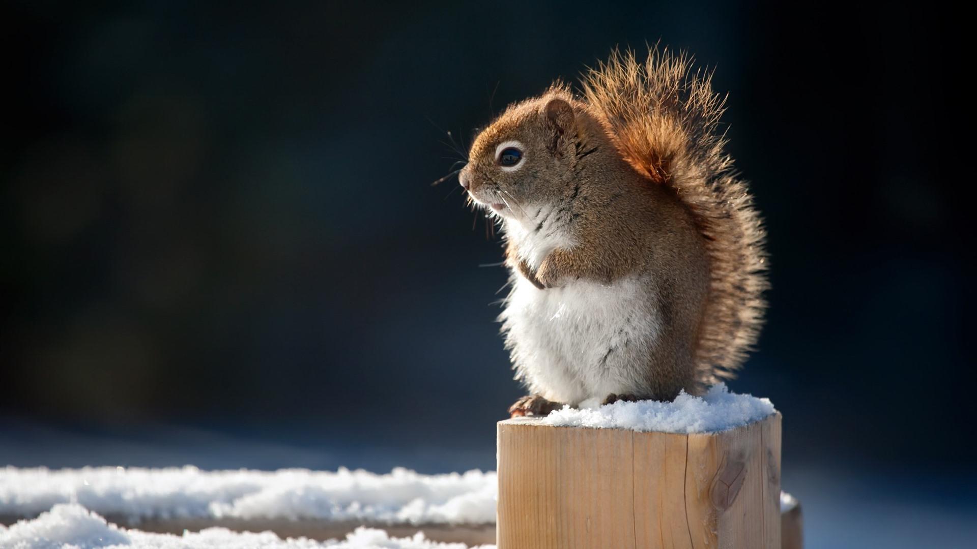 Cute Squirrel Wallpapers - Top Free Cute Squirrel Backgrounds ...