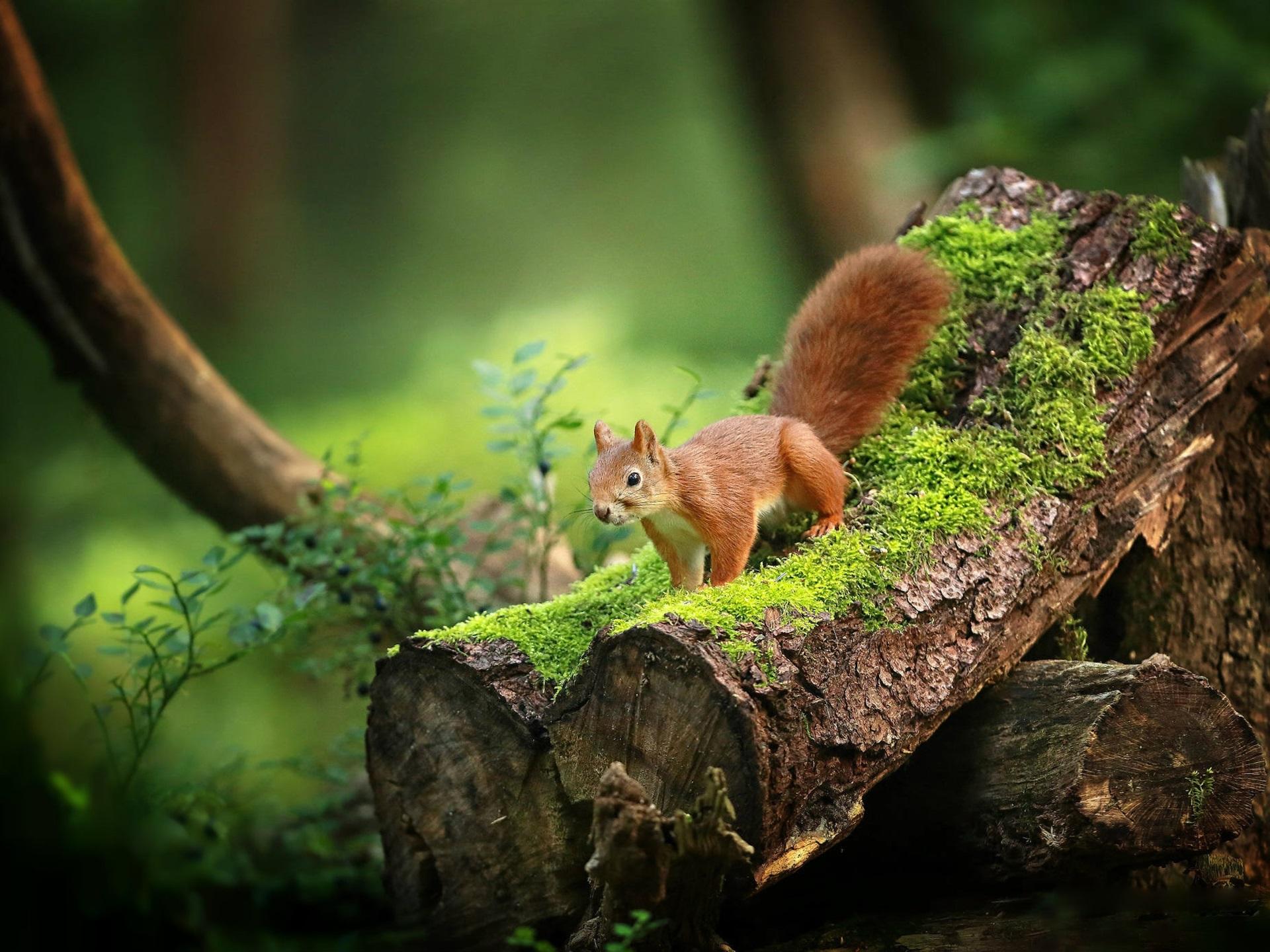 Cute Squirrel Wallpapers - Top Free Cute Squirrel Backgrounds ...