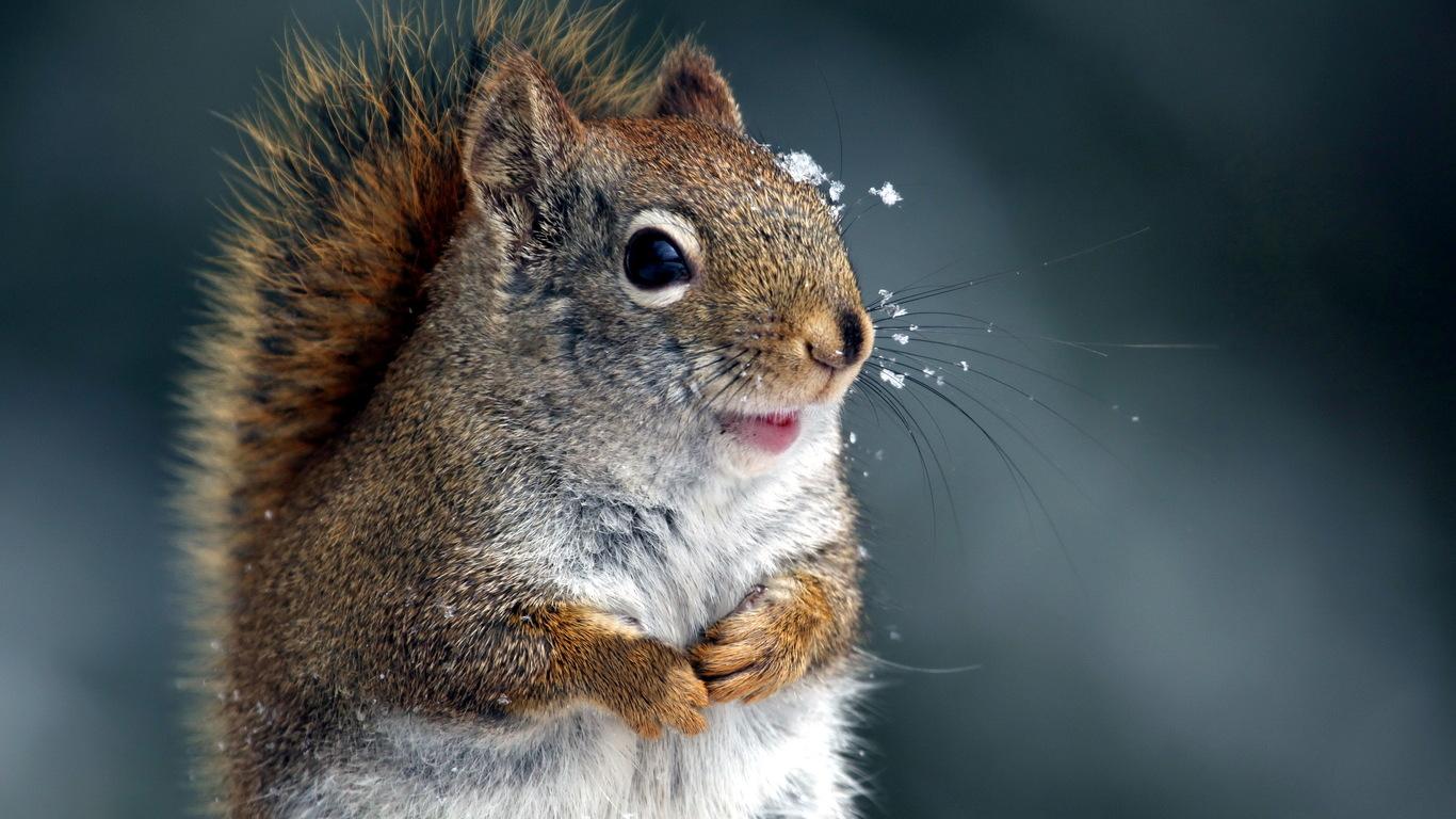 Cute Squirrel Wallpapers - Top Free Cute Squirrel Backgrounds - WallpaperAccess