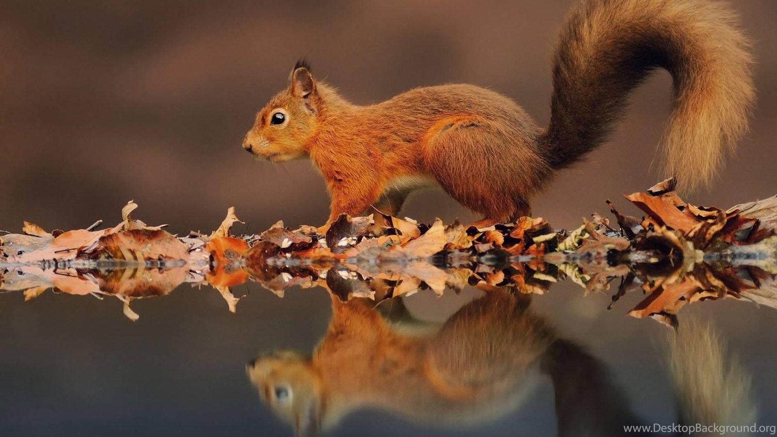 Cute Squirrel Wallpapers - Top Free Cute Squirrel Backgrounds ...