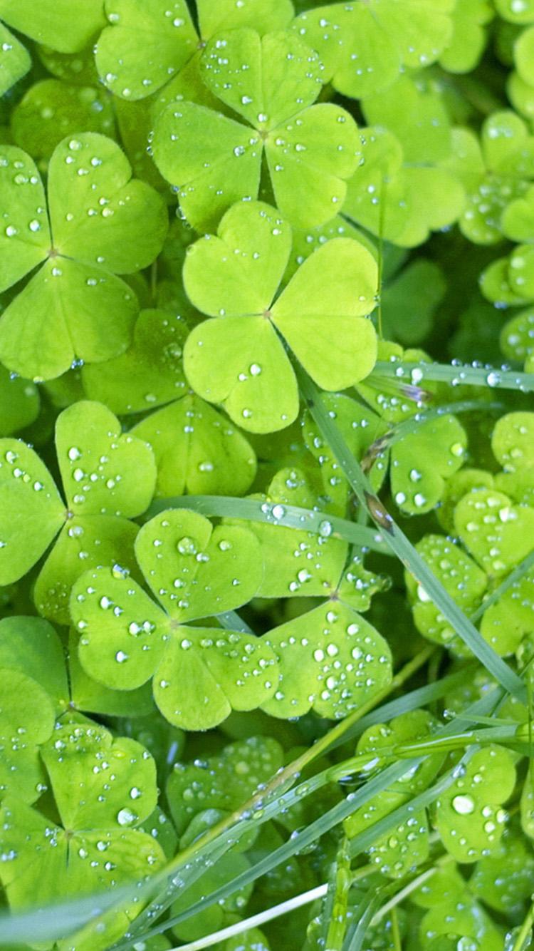 Clover iPhone Wallpapers - Top Free Clover iPhone Backgrounds ...
