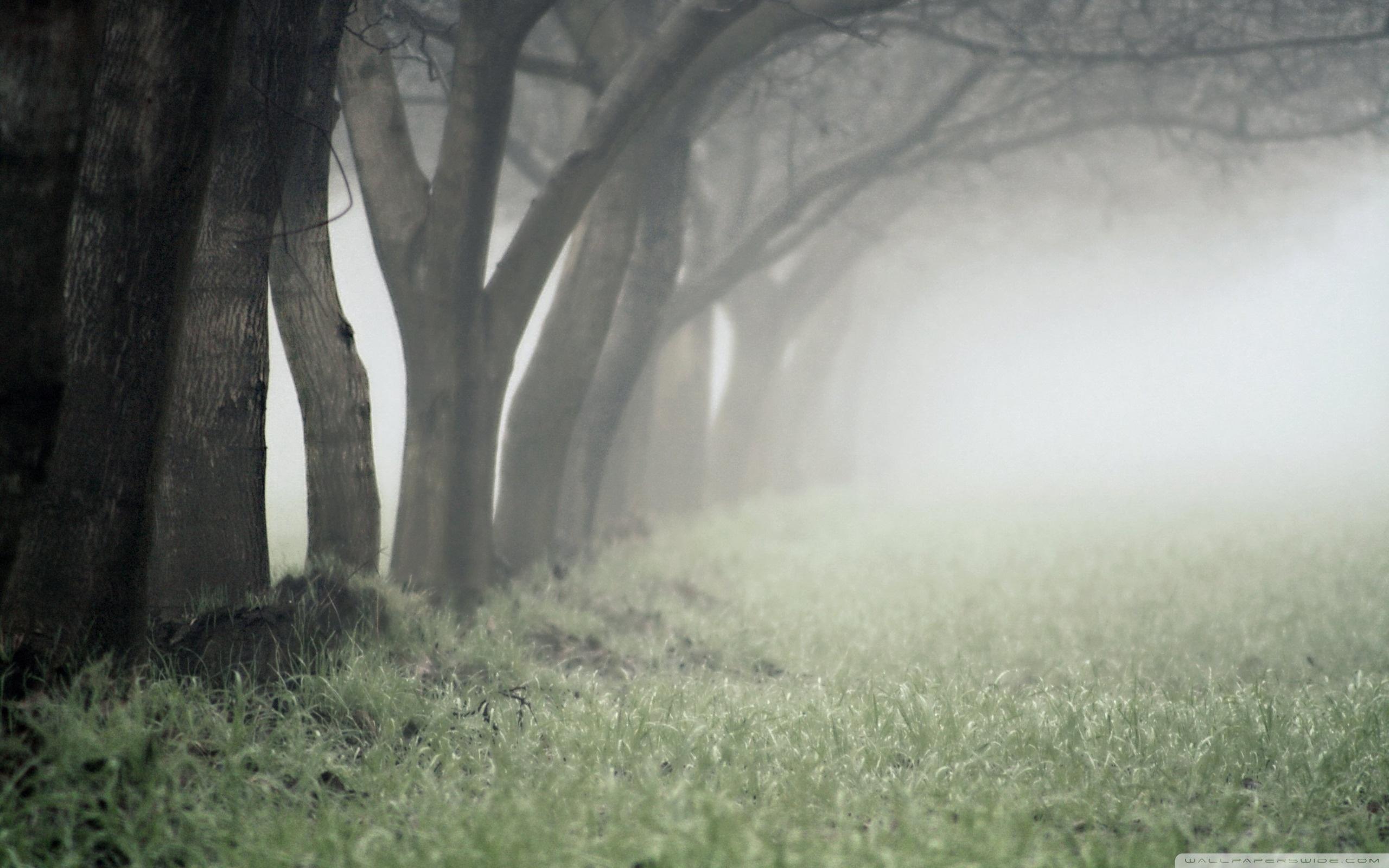 Foggy Day Wallpapers - Top Free Foggy Day Backgrounds - WallpaperAccess