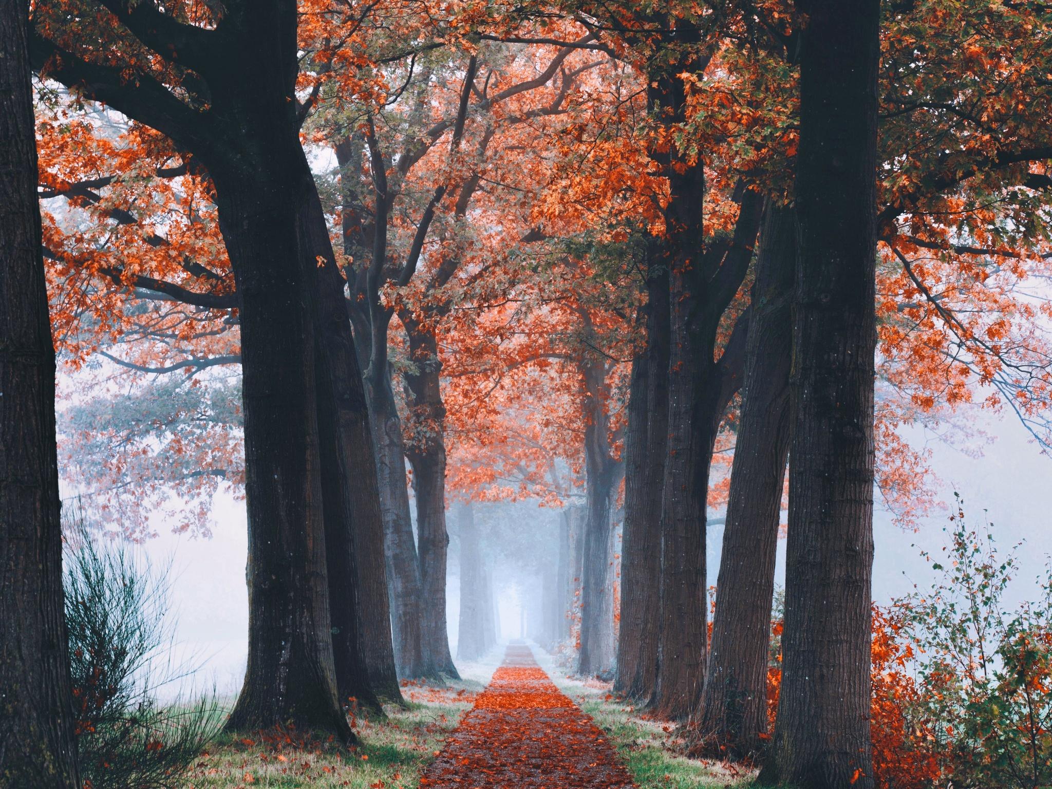 Foggy Autumn Wallpapers - Top Free Foggy Autumn Backgrounds ...