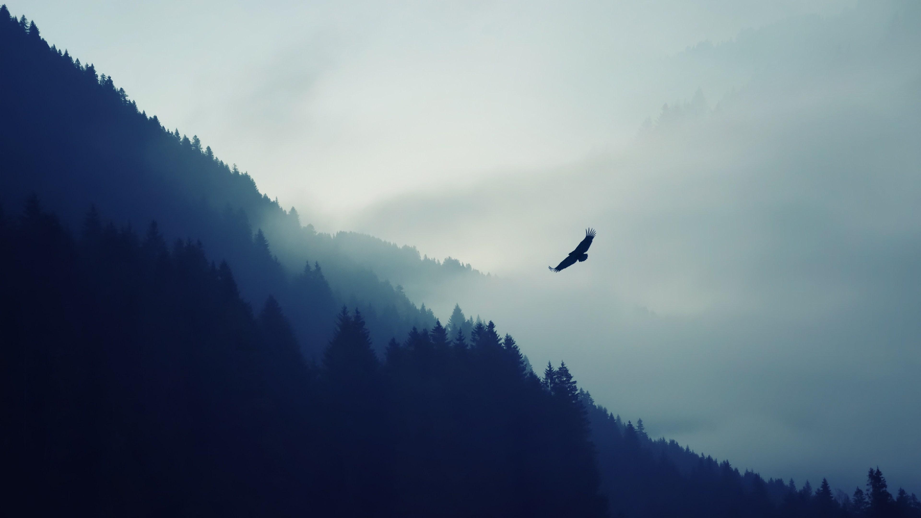 Foggy Morning Wallpapers - Top Free Foggy Morning Backgrounds ...