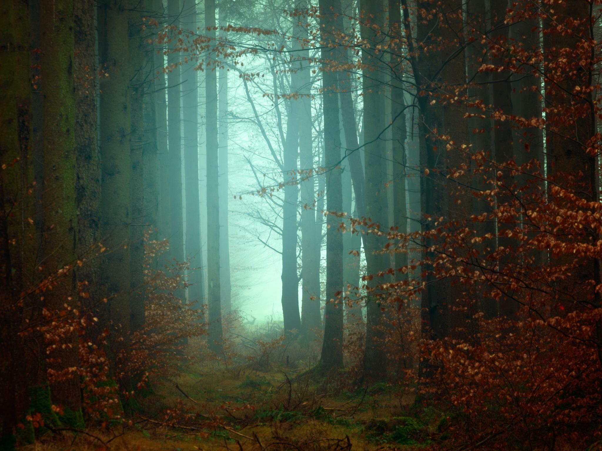 Foggy Morning Wallpapers - Top Free Foggy Morning Backgrounds ...