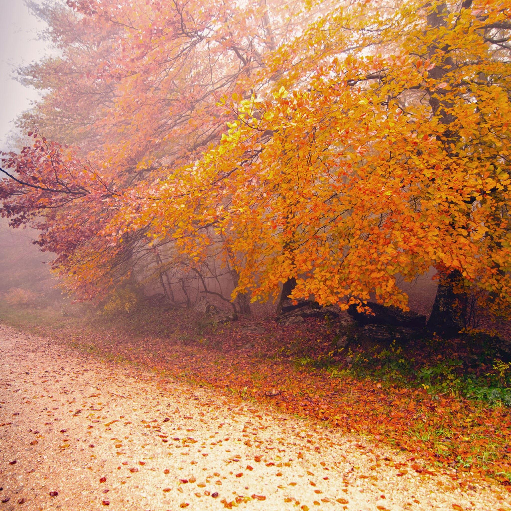 Foggy Morning Wallpapers - Top Free Foggy Morning Backgrounds ...