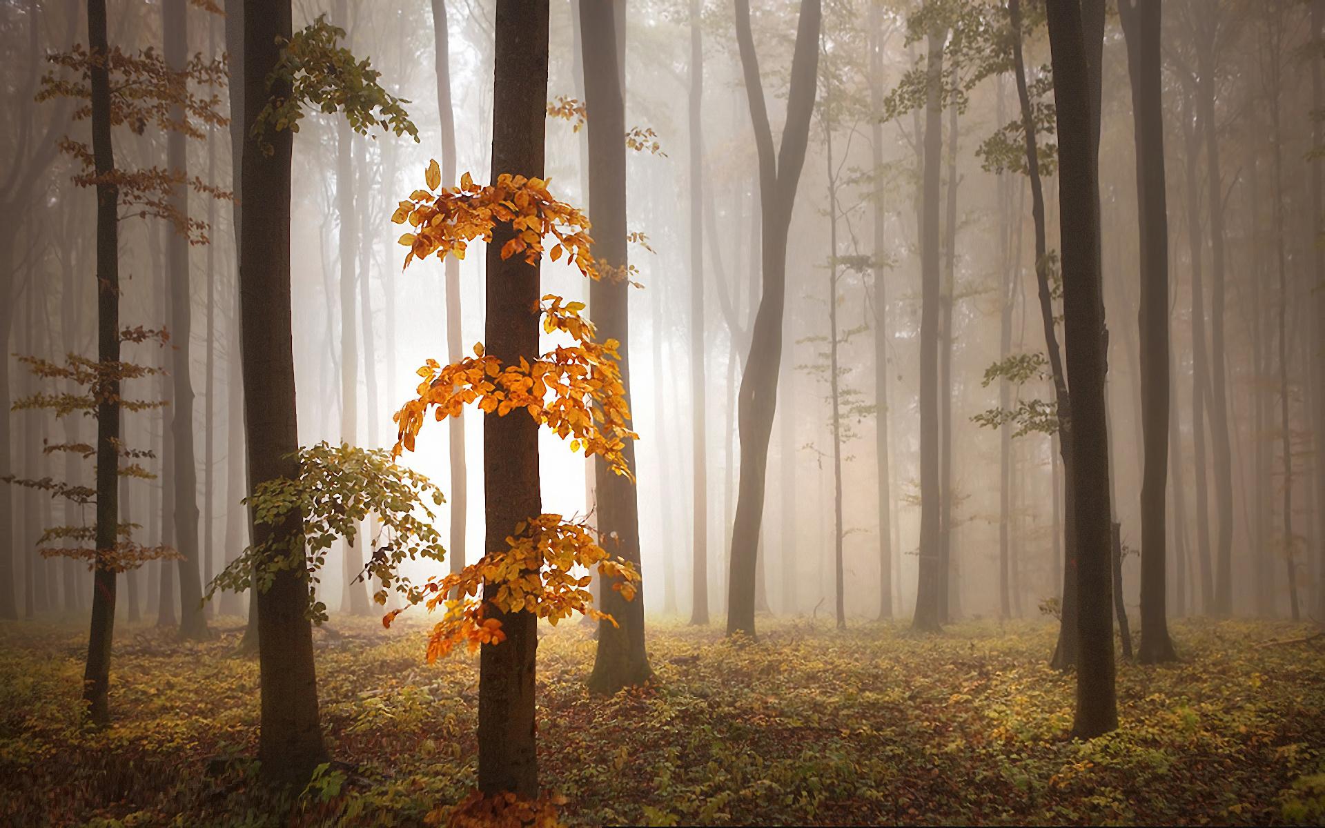 Foggy Autumn Wallpapers - Top Free Foggy Autumn Backgrounds ...
