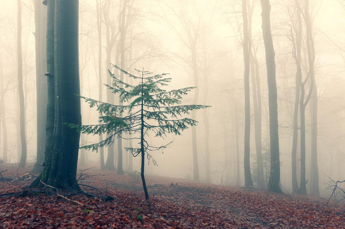 Foggy Day Wallpapers - Top Free Foggy Day Backgrounds - WallpaperAccess