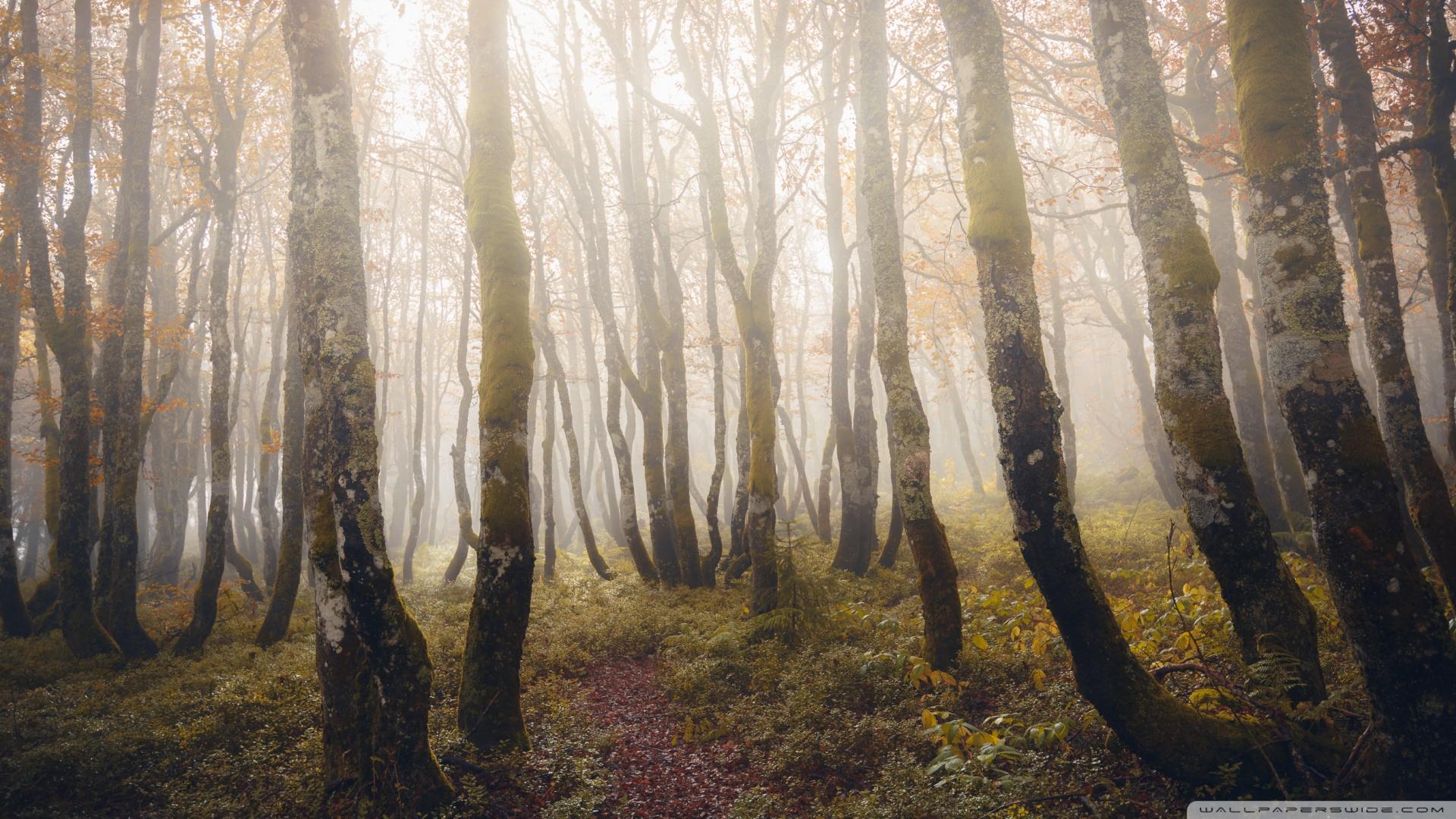 Foggy Autumn Wallpapers - Top Free Foggy Autumn Backgrounds ...