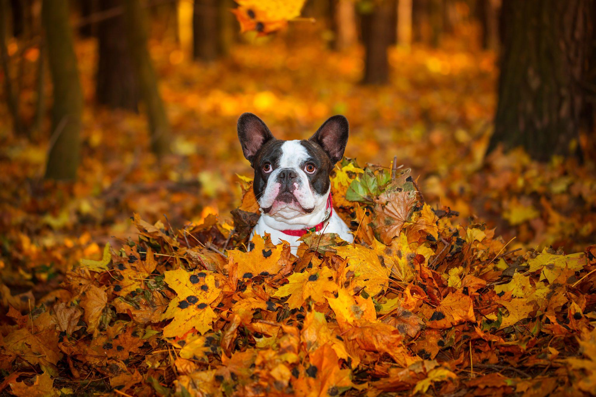 Autumn Puppy Wallpapers - Top Free Autumn Puppy Backgrounds ...