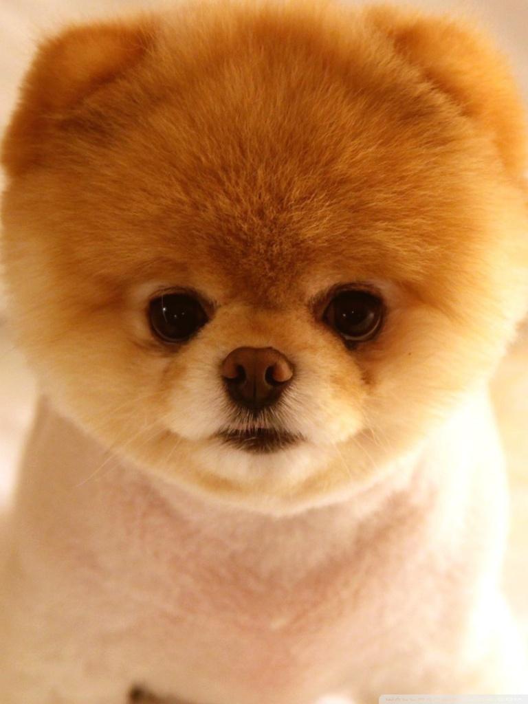 Cute Puppy 4K Wallpapers - Top Free Cute Puppy 4K Backgrounds ...