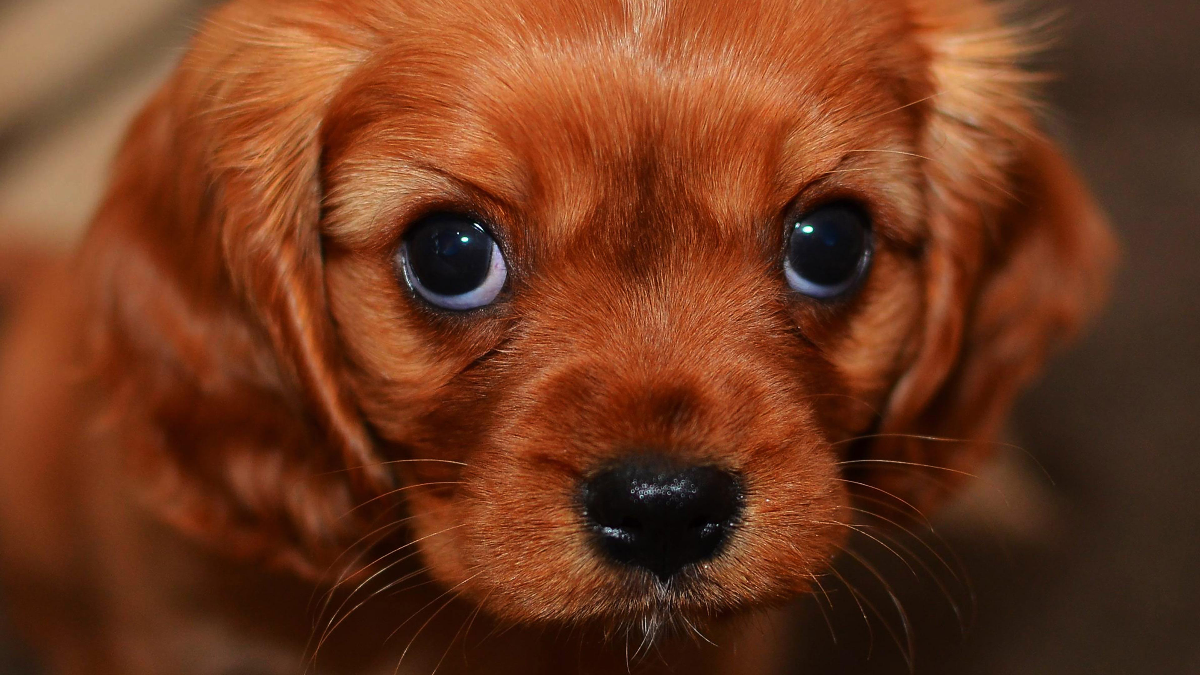 Cute Puppy 4K Wallpapers - Top Free Cute Puppy 4K Backgrounds ...