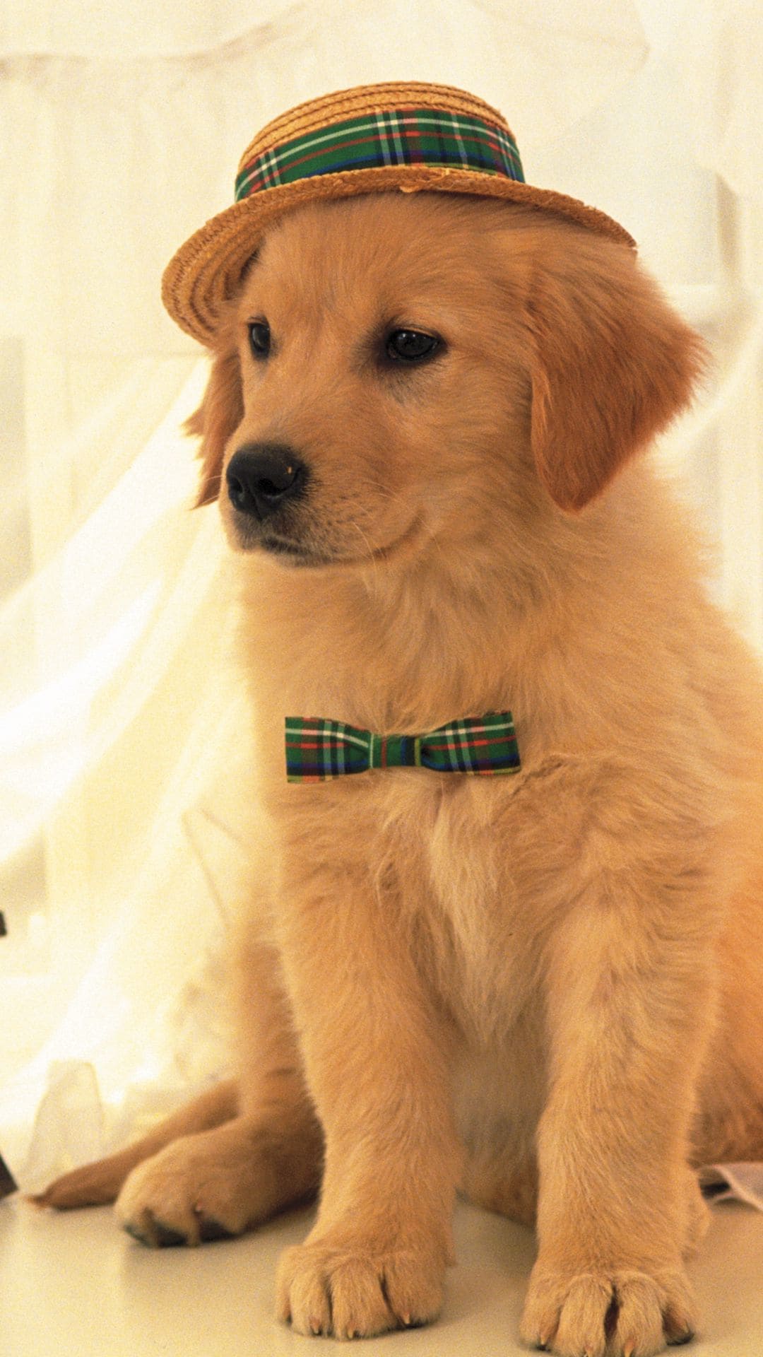 Cute Puppy 4K Wallpapers - Top Free Cute Puppy 4K Backgrounds ...