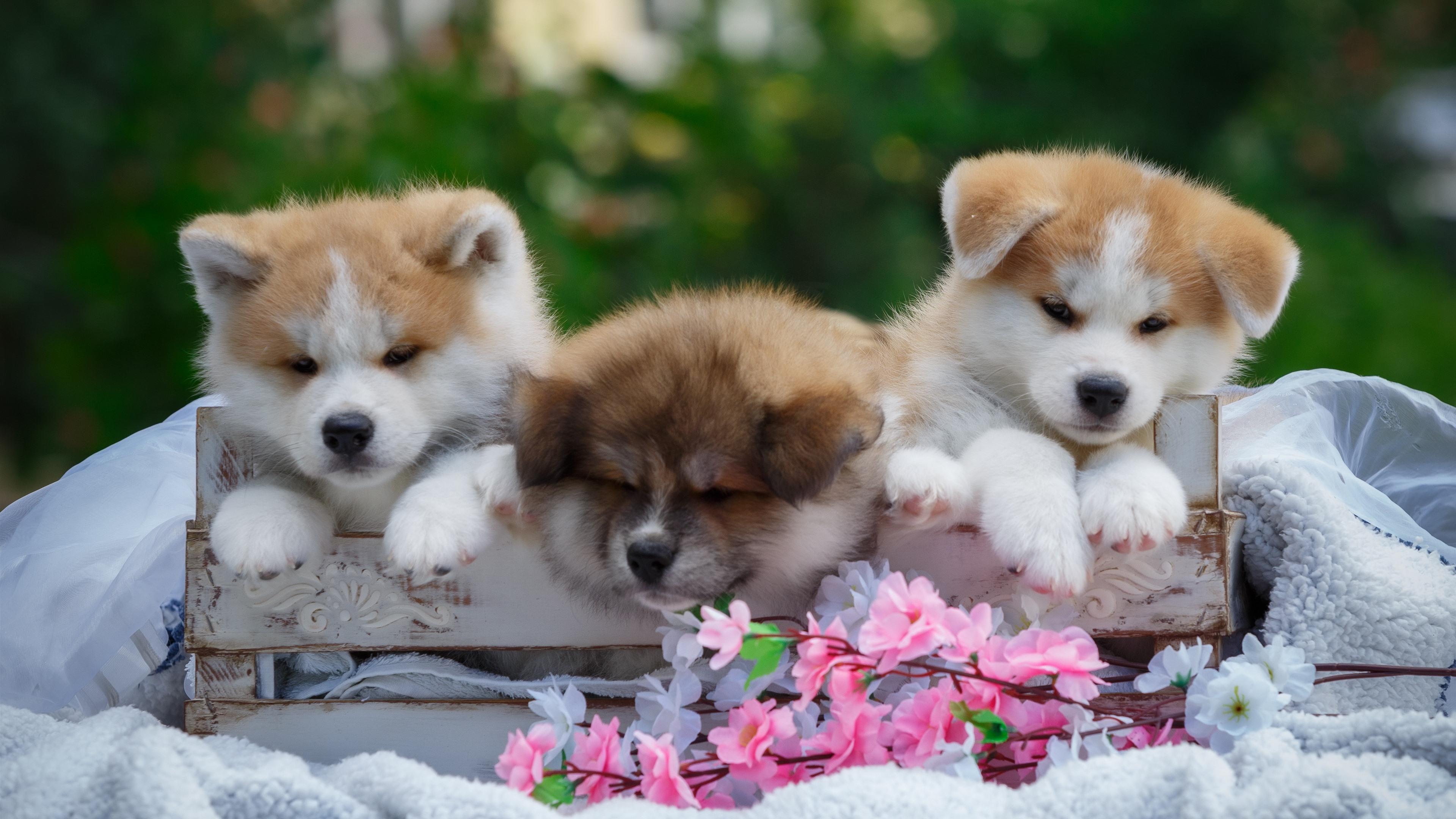 Cute Puppy 4K Wallpapers - Top Free Cute Puppy 4K Backgrounds ...