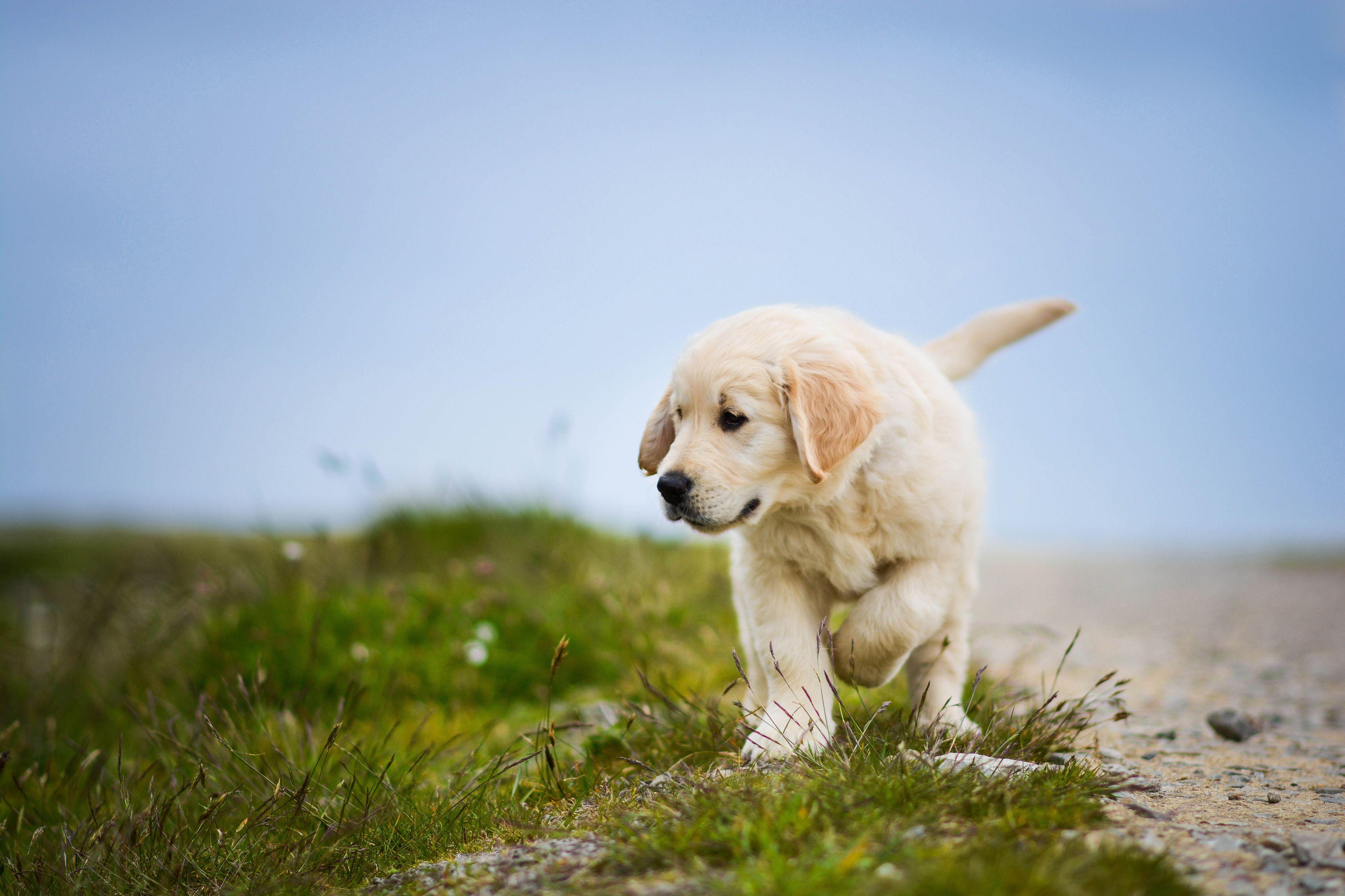 Cute Puppy 4K Wallpapers - Top Free Cute Puppy 4K Backgrounds ...