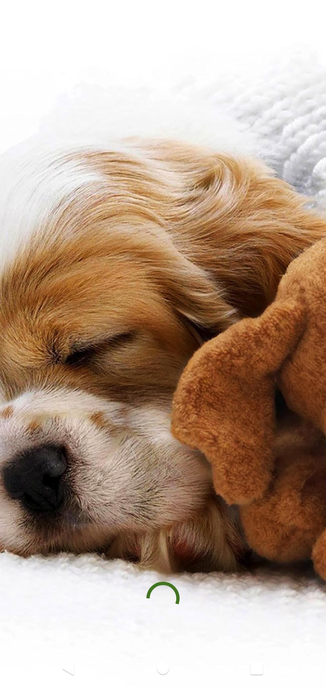 Cute Puppy 4K Wallpapers - Top Free Cute Puppy 4K Backgrounds ...