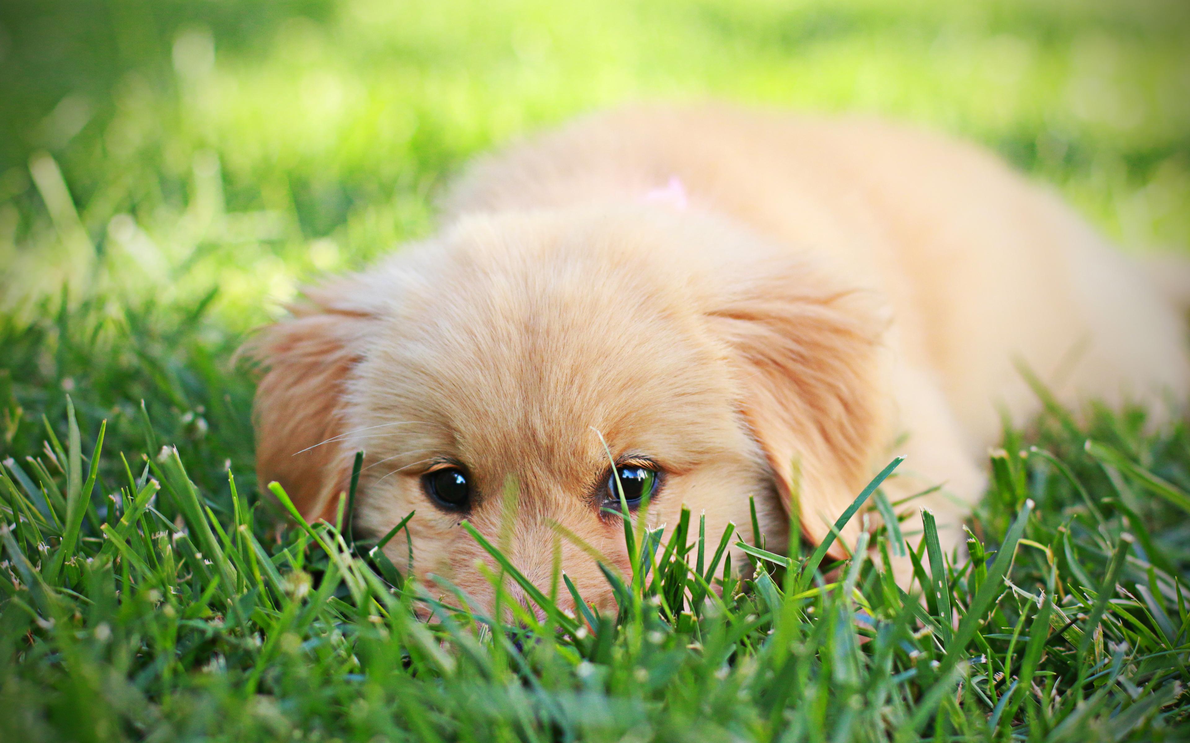 Cute Puppy 4K Wallpapers - Top Free Cute Puppy 4K Backgrounds ...